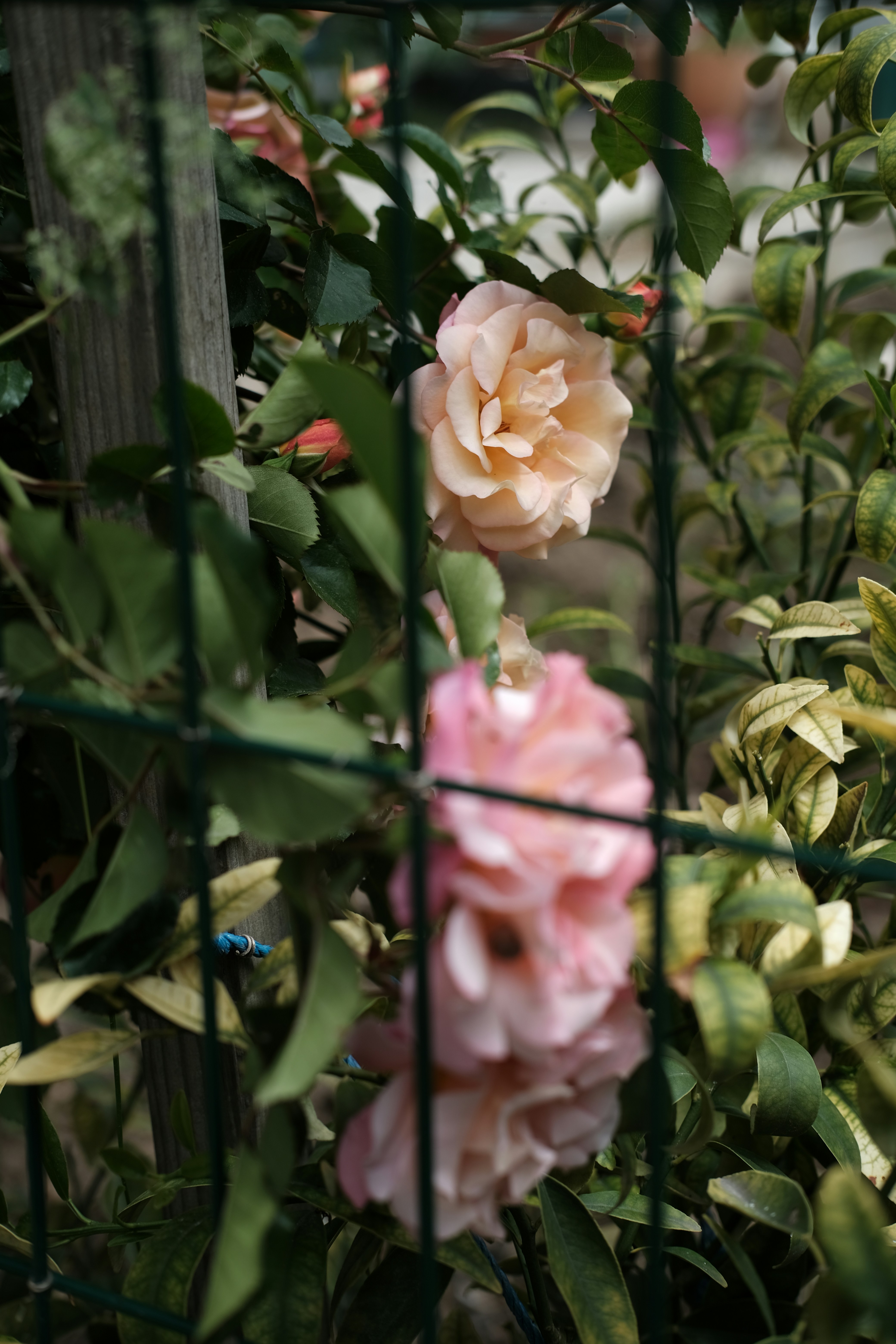 Soft Peach Rose Amid Metal Lattice