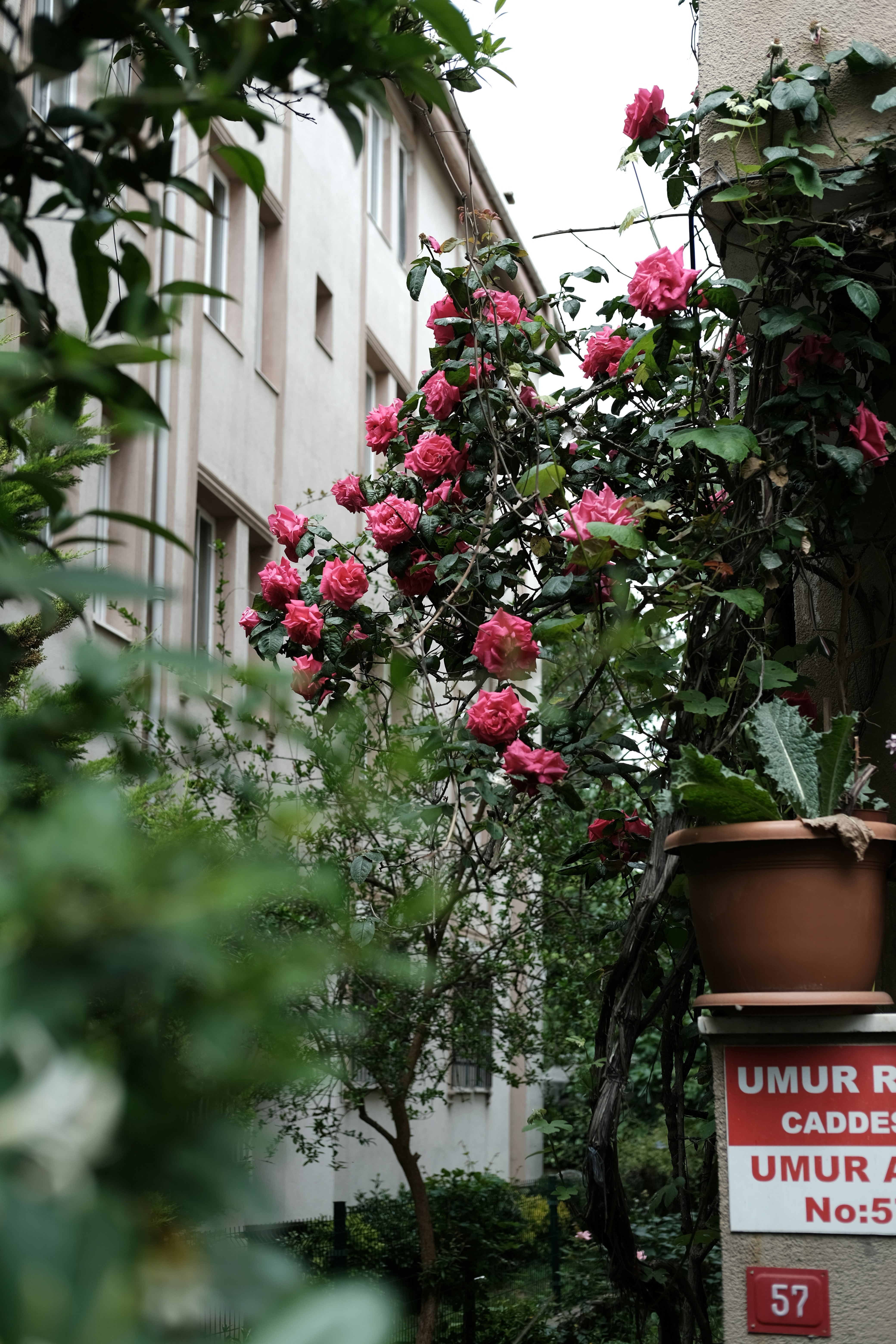 Roses in an Urban Courtyard: A Quiet Bloom Amid Concrete Edges