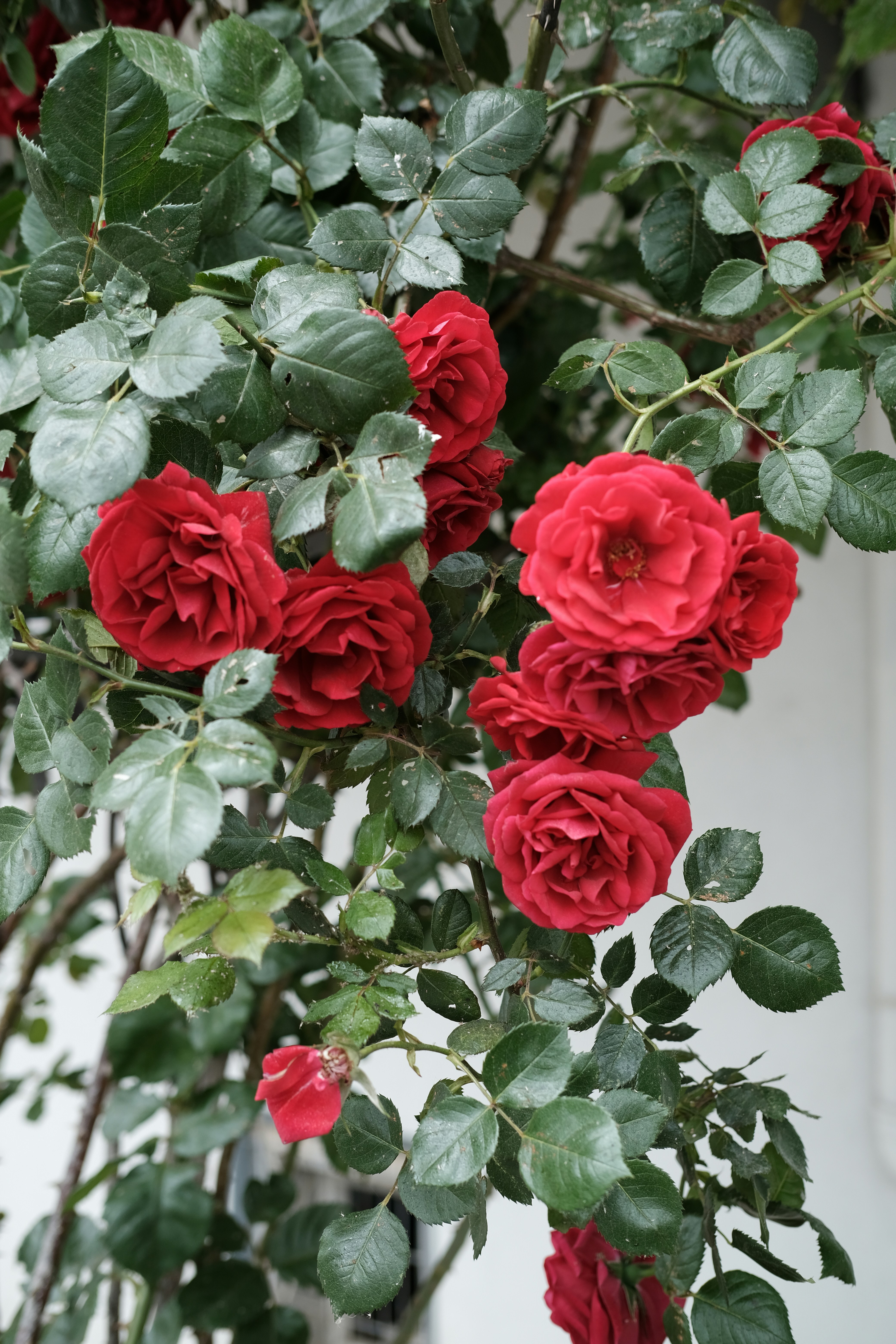 Crimson Roses Cling to a Verdant Frame