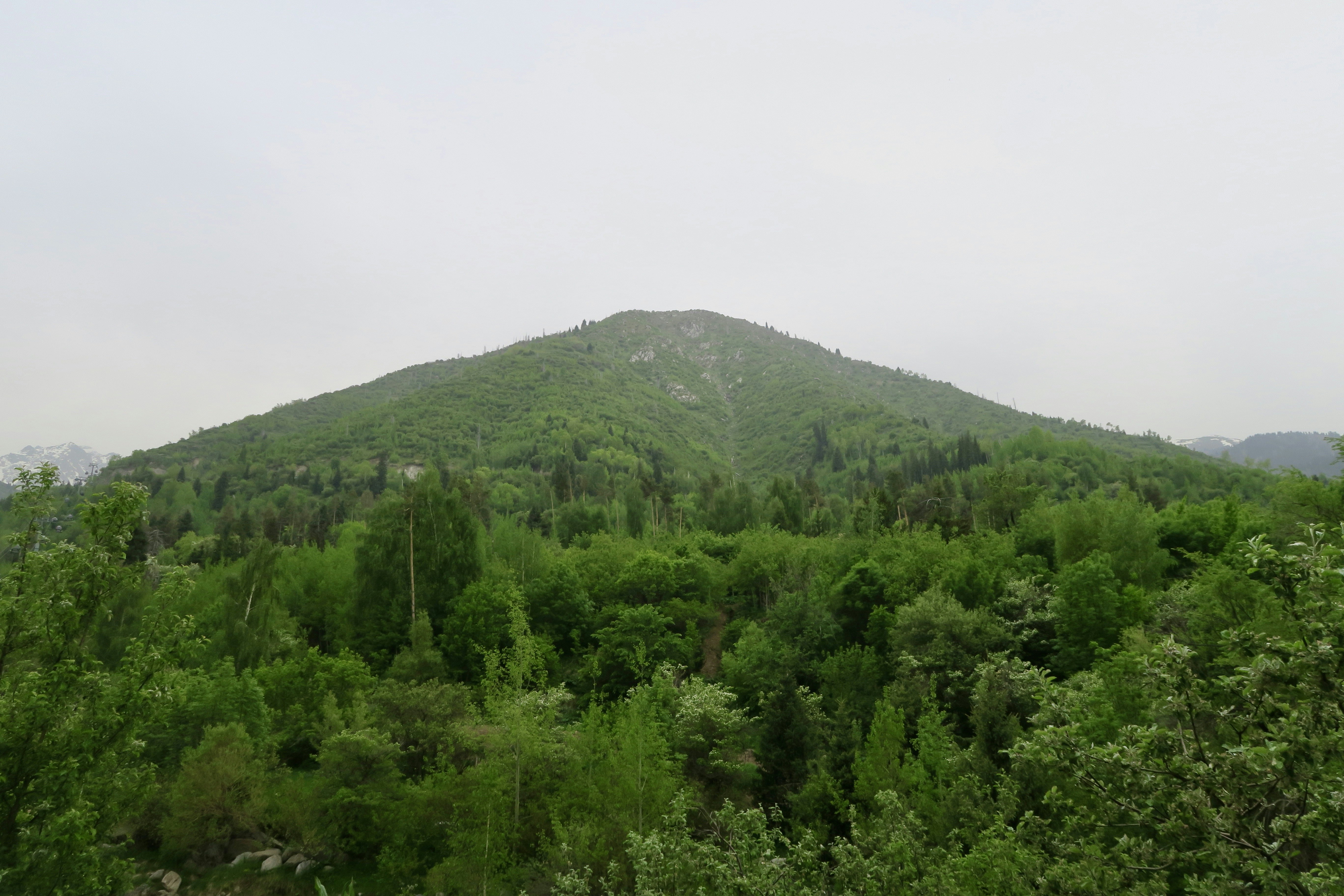 Verdant Quiet: A Green Hill Rising Over Apple Orchard Shrubland