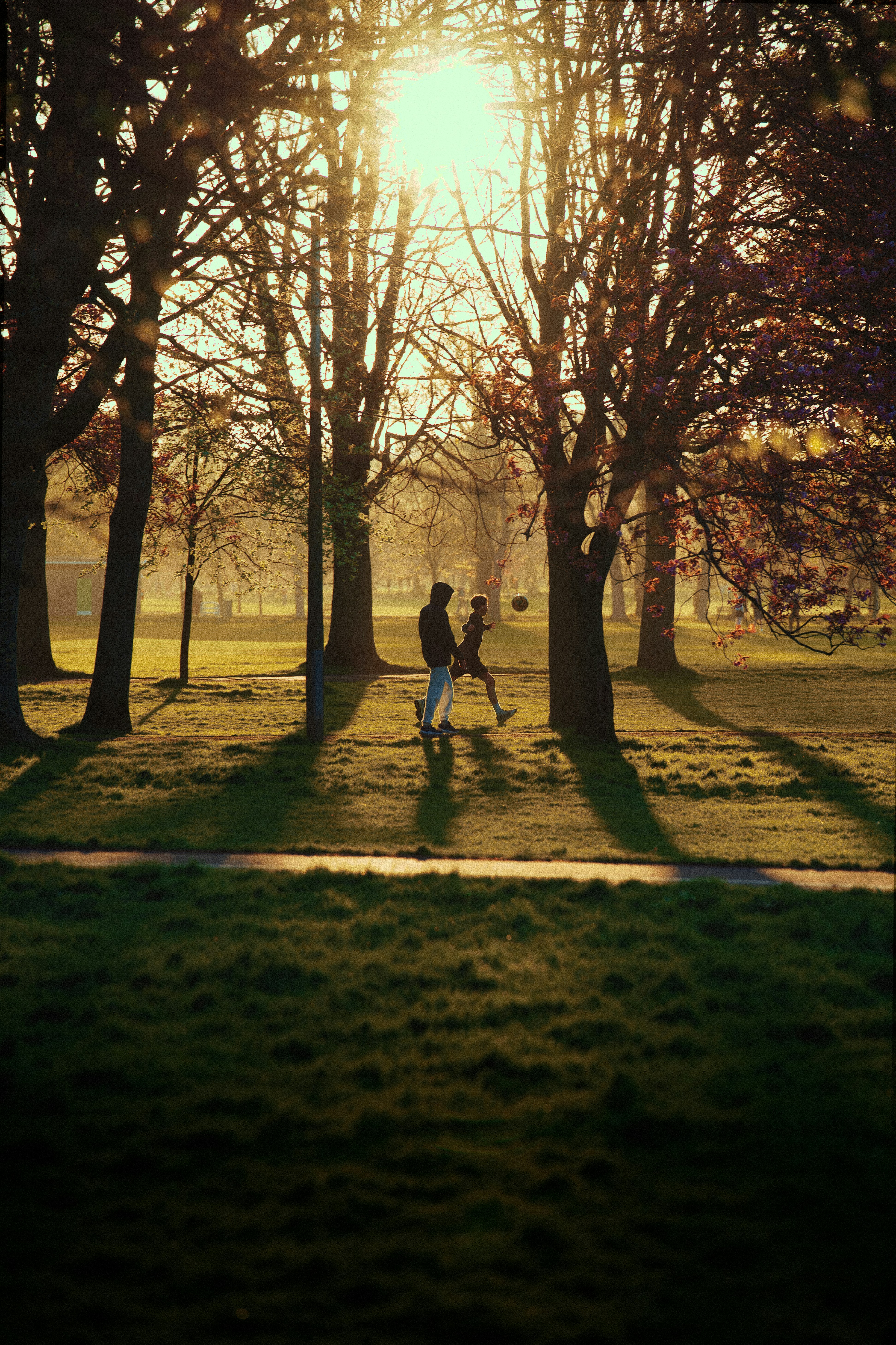 Sunlit Walk: A Quiet Moment Between Trees