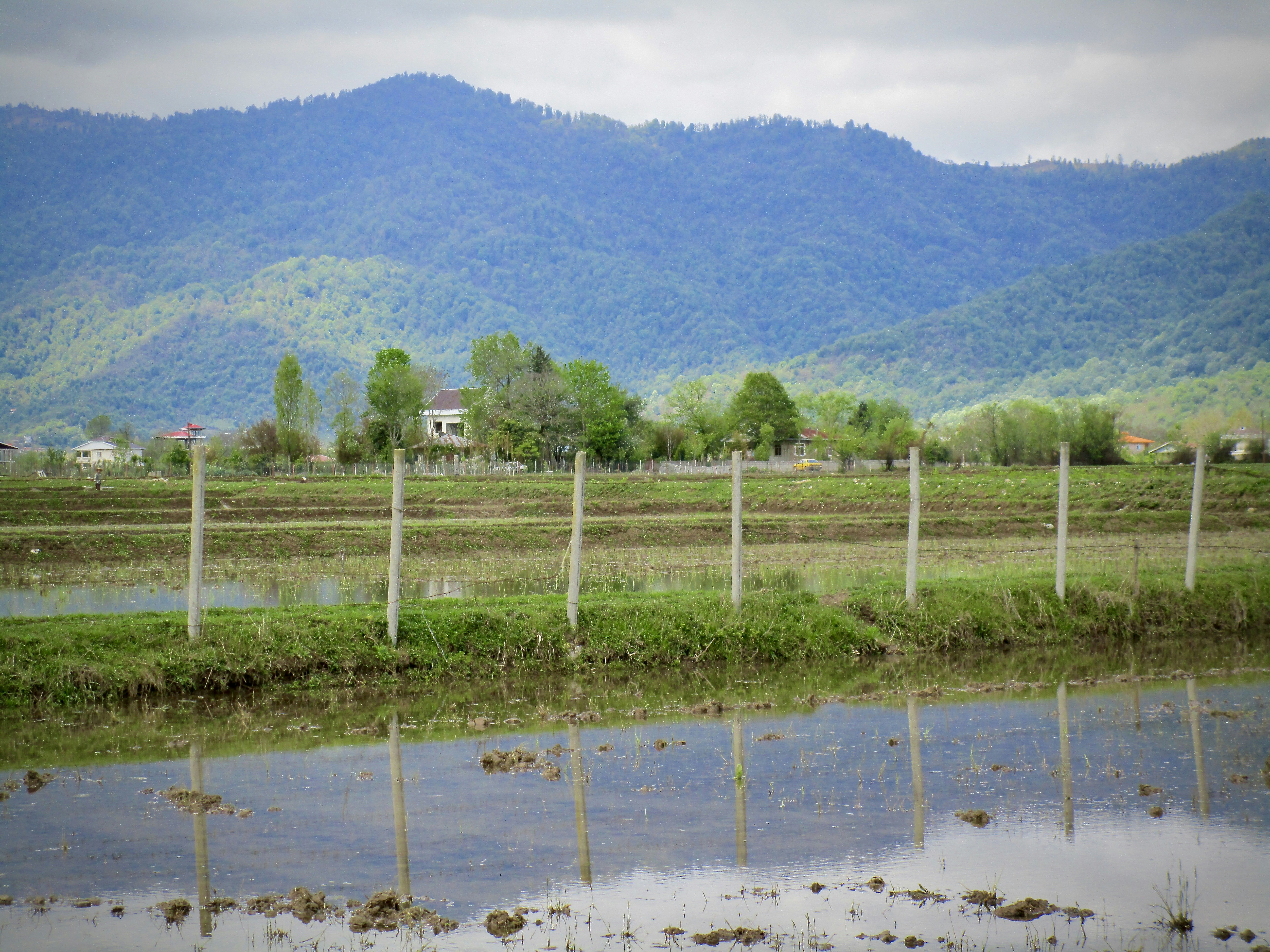 Pastoral Reflections: Fields, Fence, and Mountains