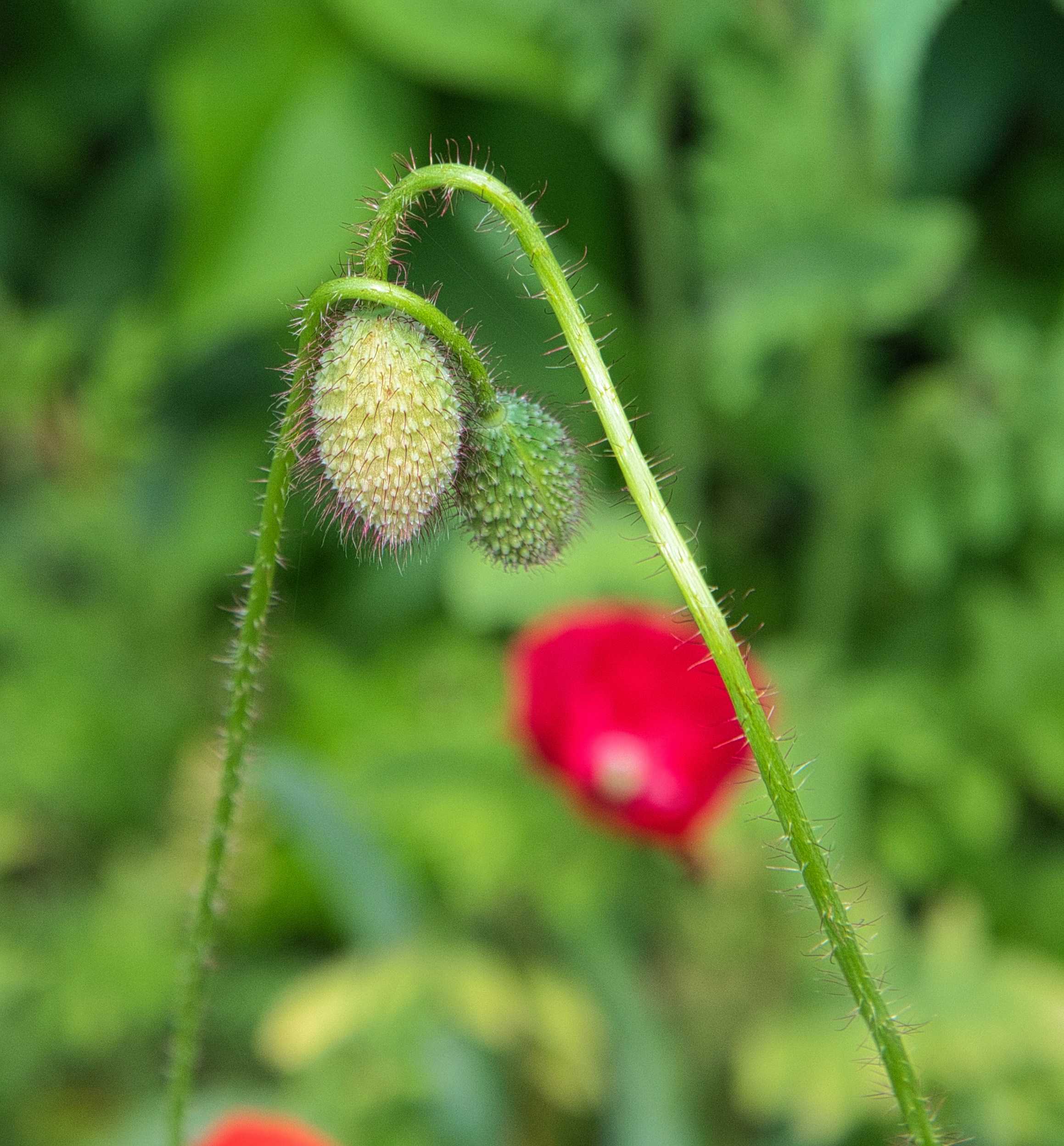 Curved Buds in Focus: A close look at two hairy poppy buds against a blurred garden backdrop