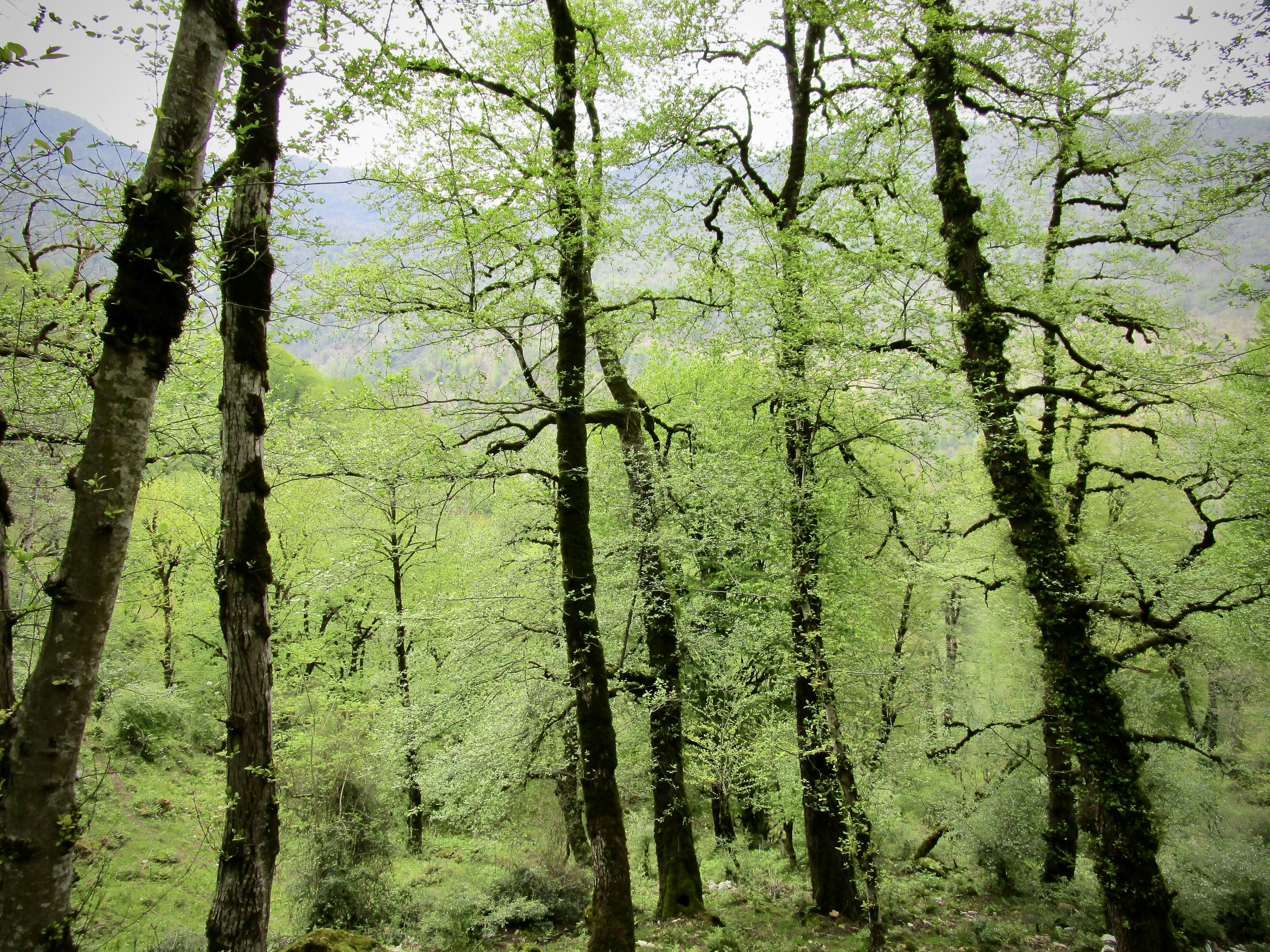 Emerald Pines: A Quiet Cathedral of Spring