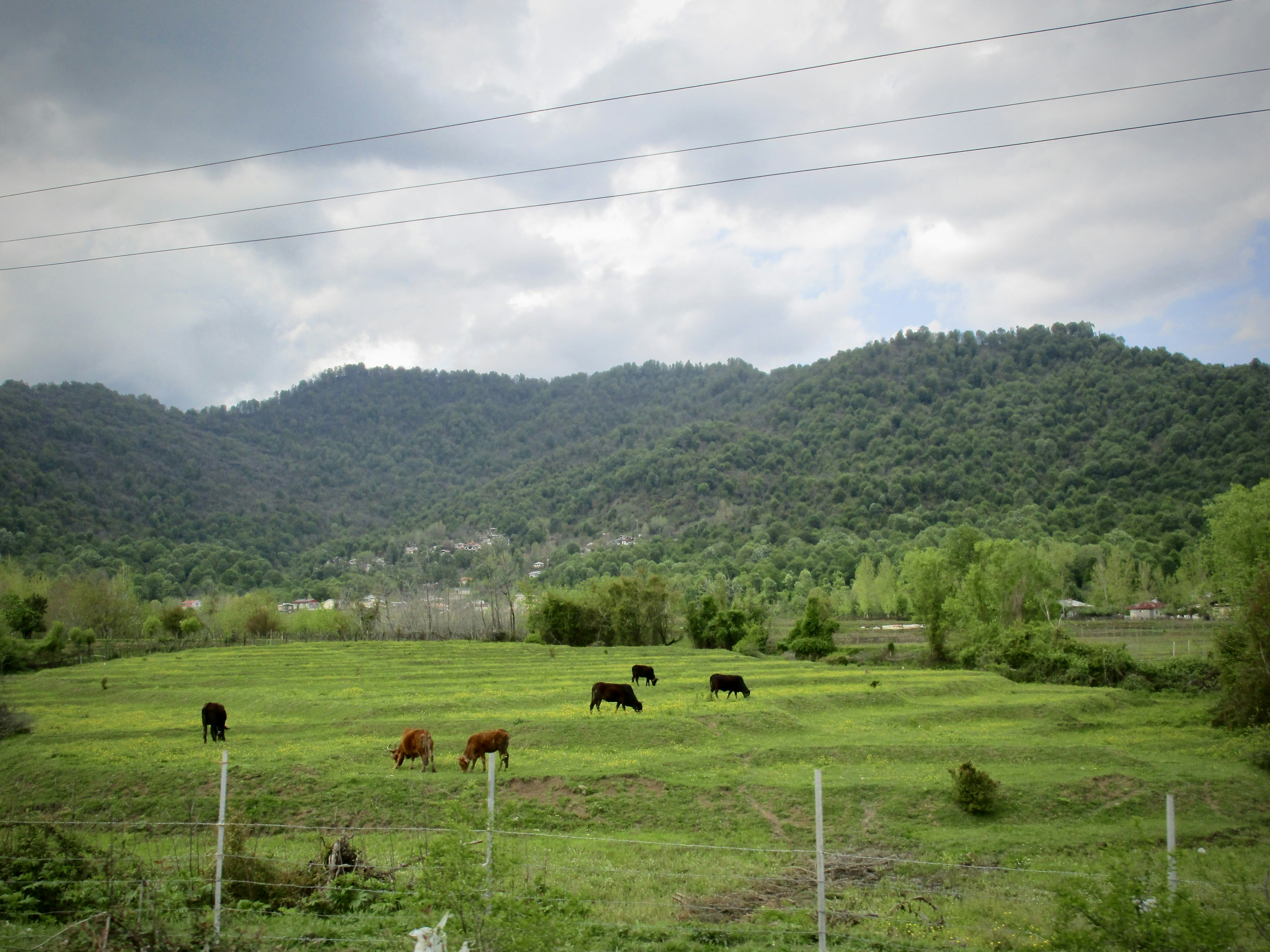 Pasture Veil: Cows Graze Beneath Rolling Hills
