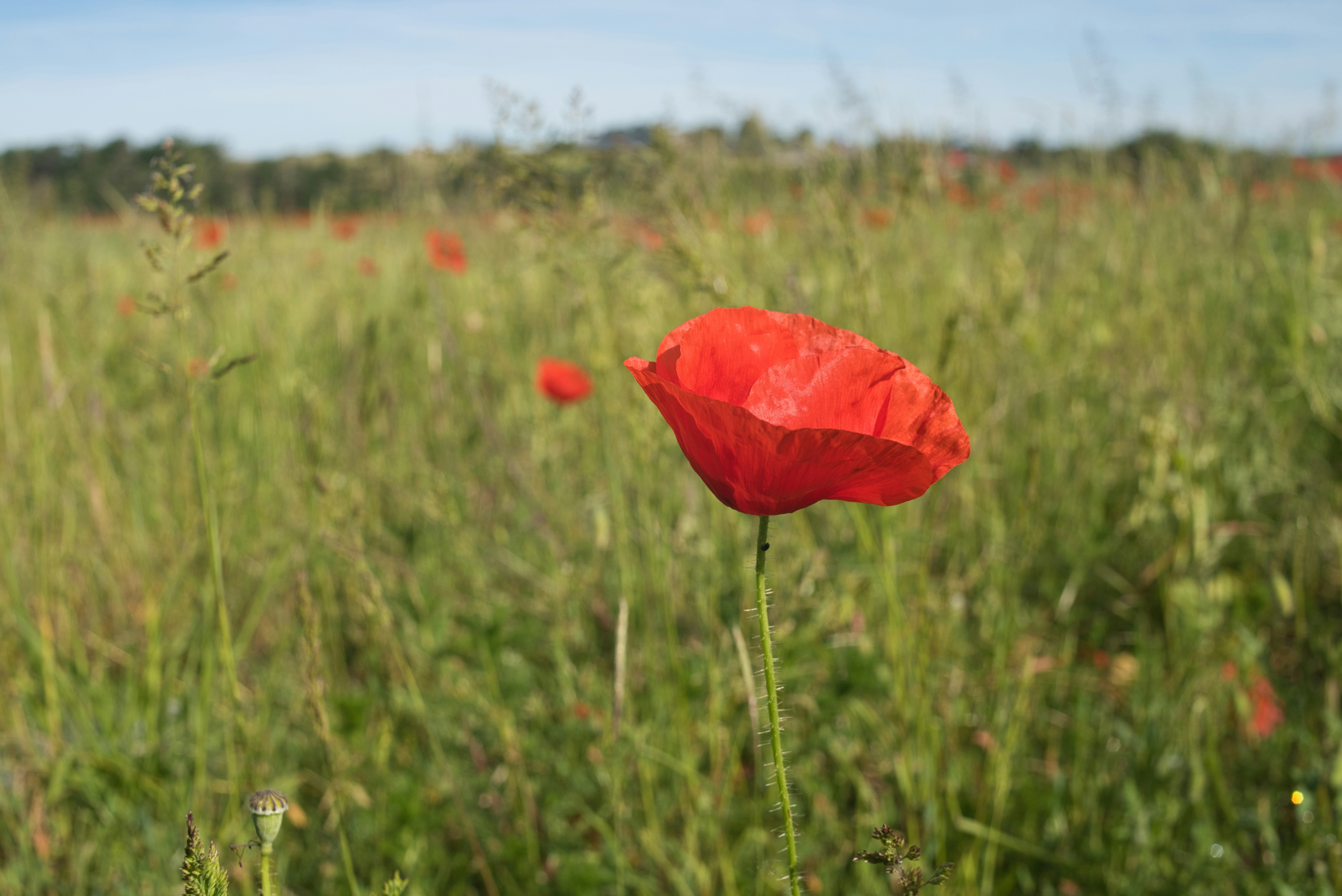 Red Poppy Standing Bold in a Sea of Green