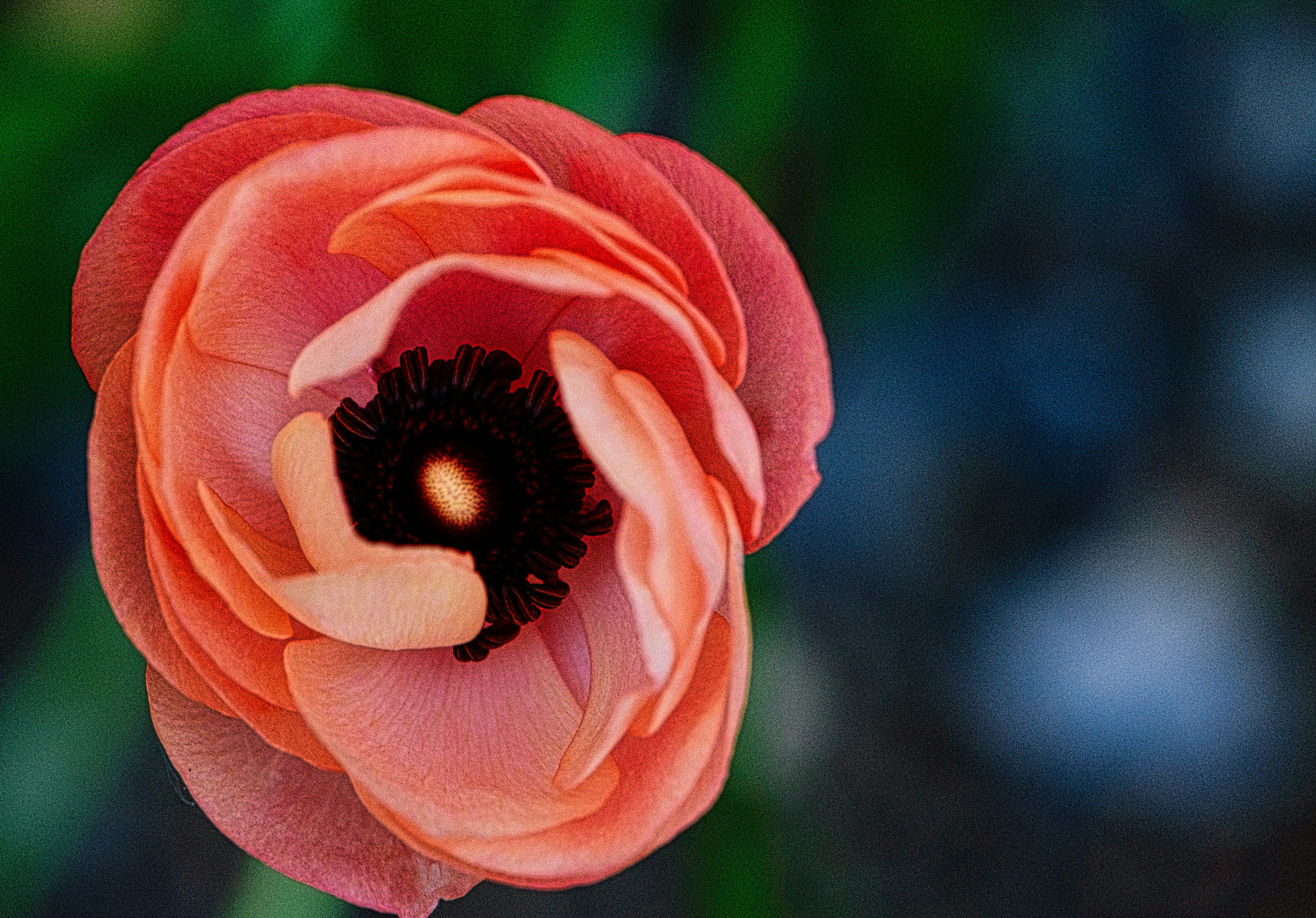 Soft Coral Bloom: A Macro Portrait of a Rosebud’s Center