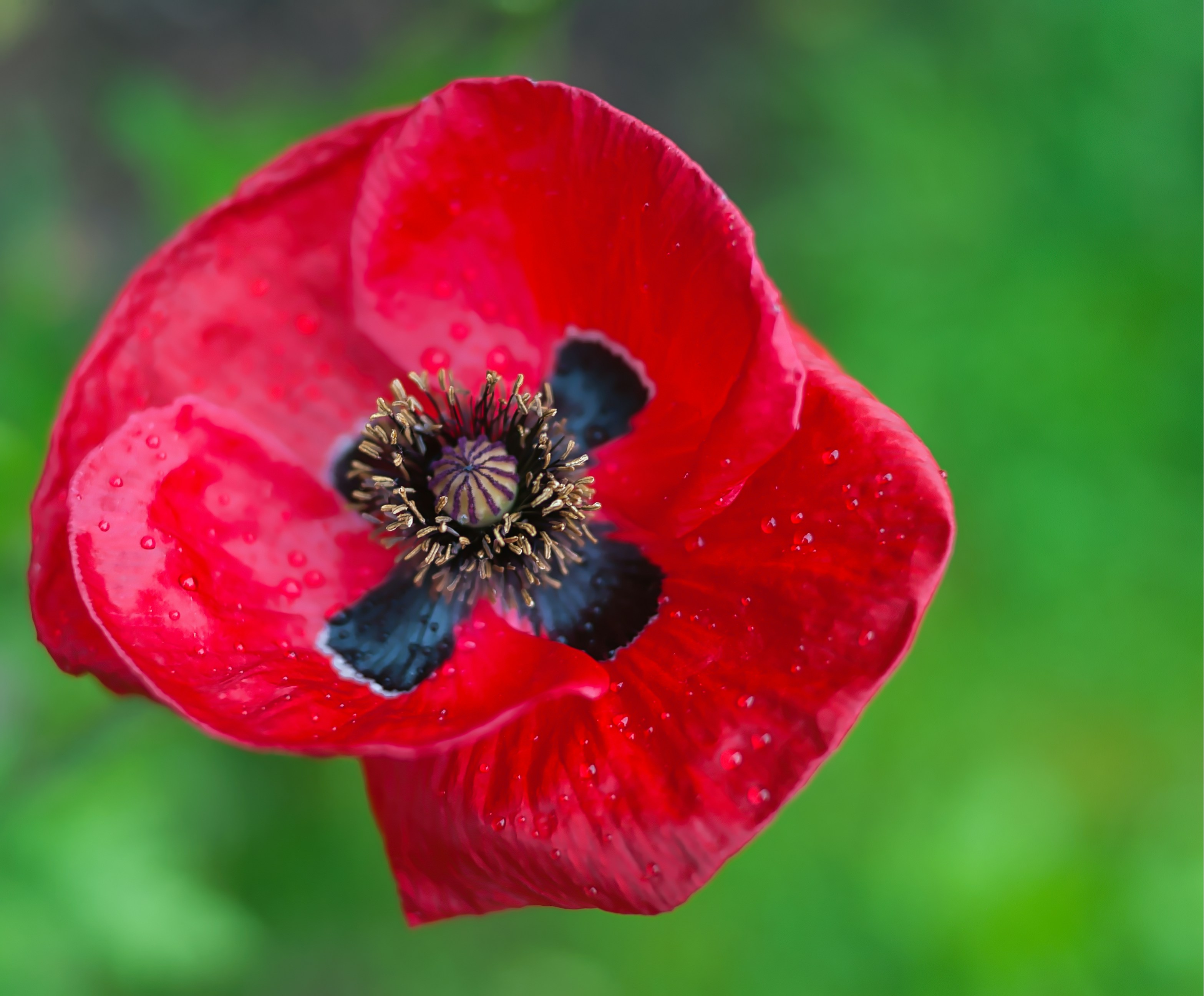 Crimson Petal: A Close-Up of a Poppy's Heart