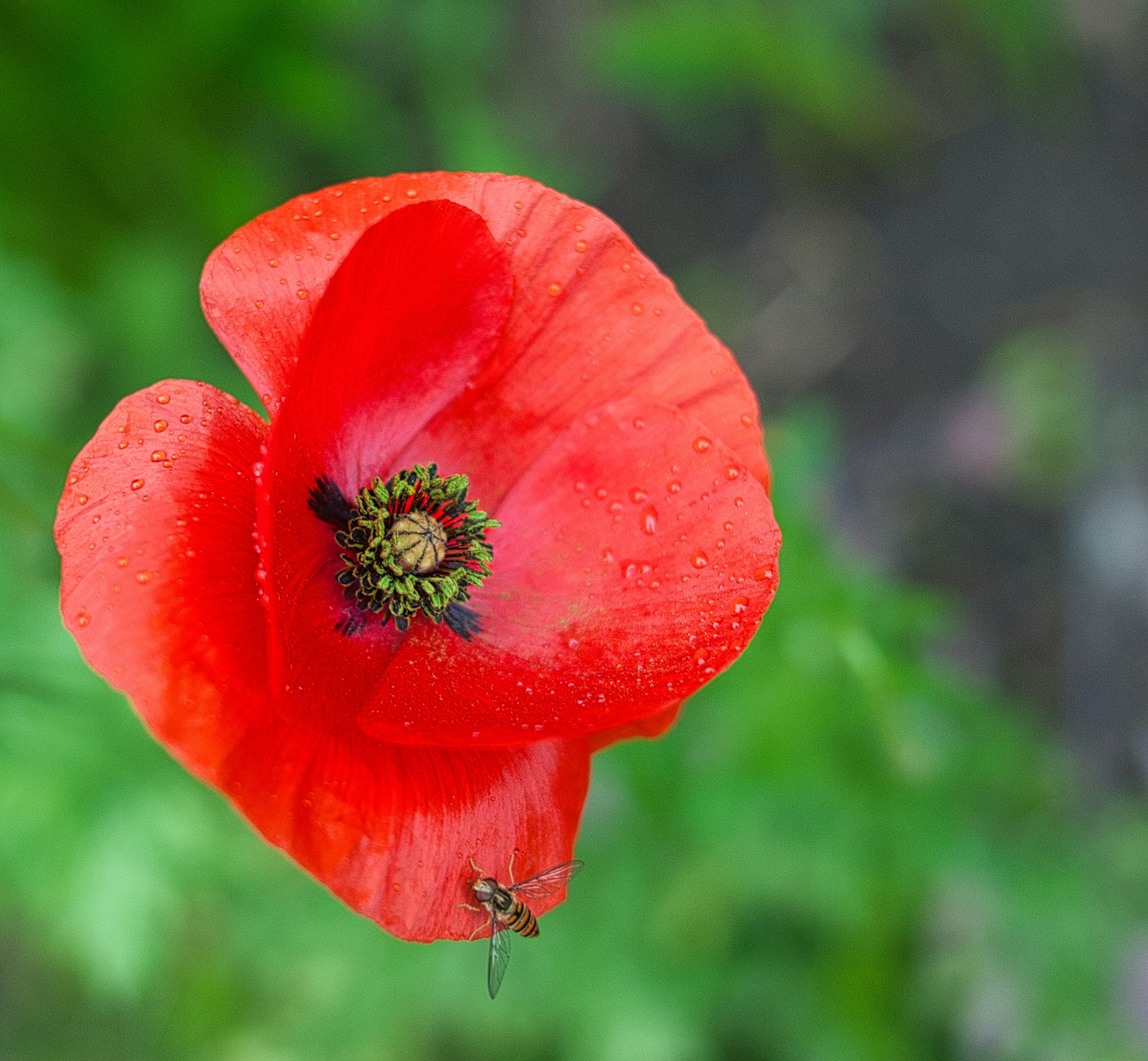 Bright red poppy with a dark center and dewdrops, accompanied by a tiny hovering insect; vibrant green background, shallow depth of field.