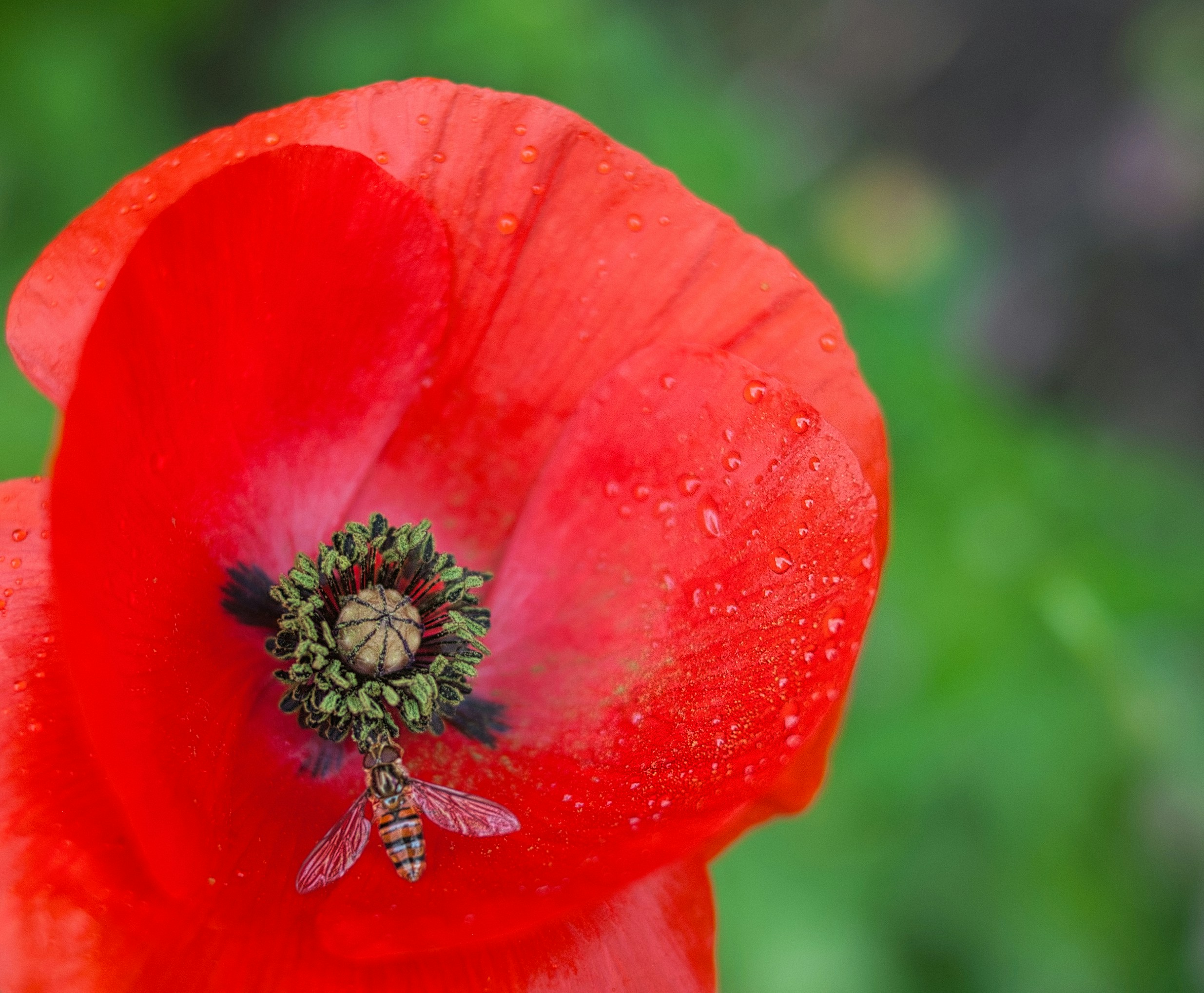 Crimson Poppy Spotlight: A Close-Up of Velvet Petals and Stamen