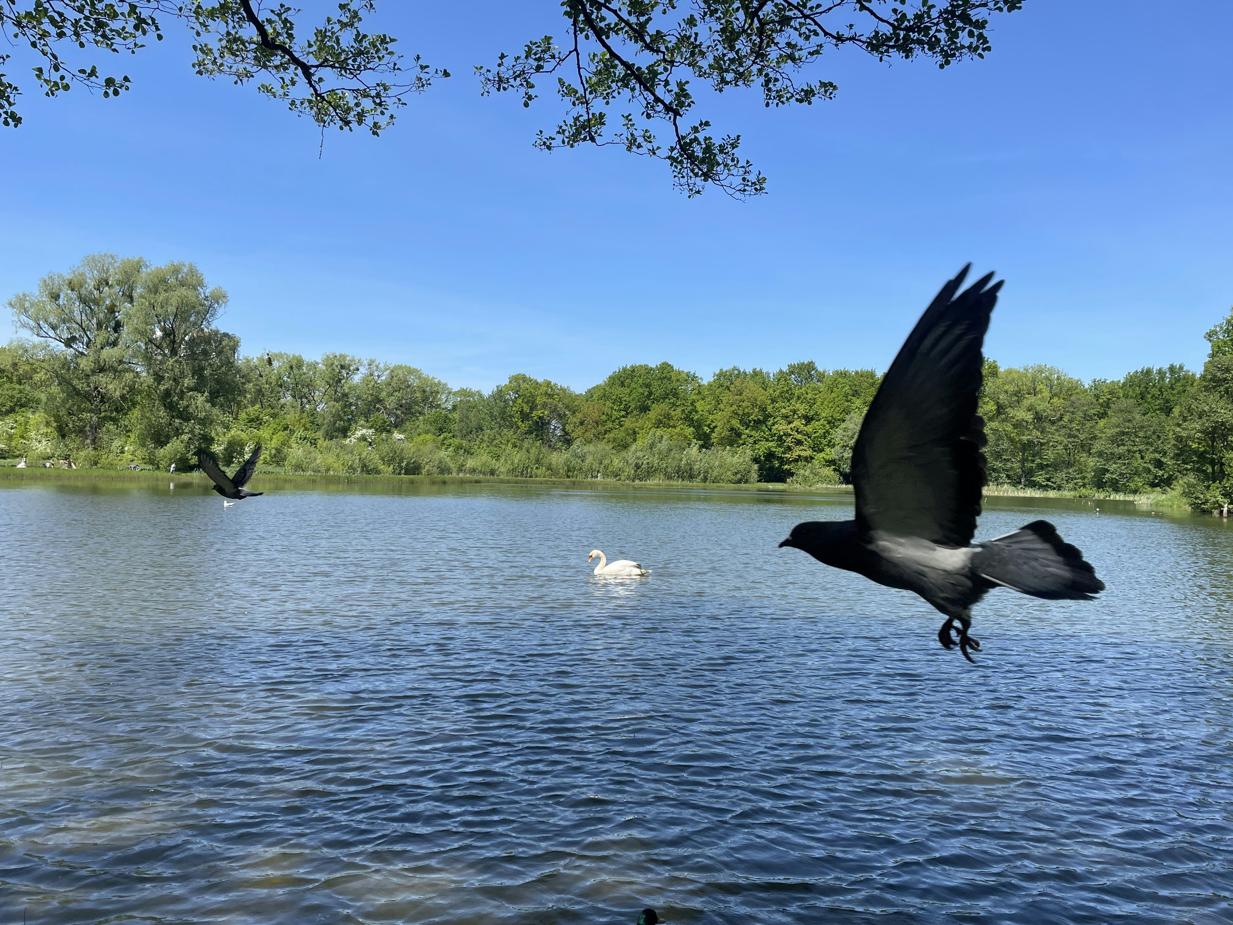 Wingbeat Over the Quiet Lake