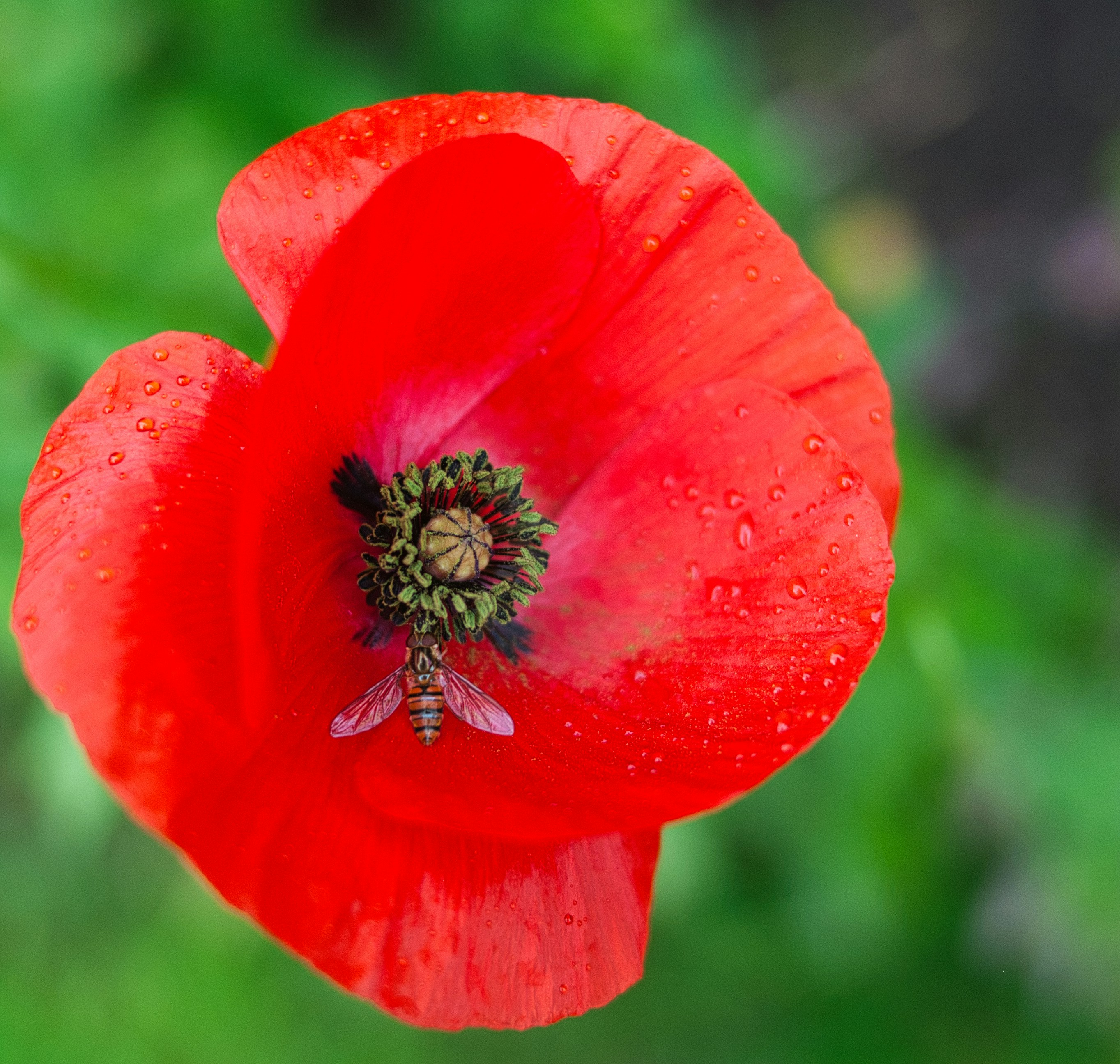 Crimson Bloom: A Poppy's Center Stage