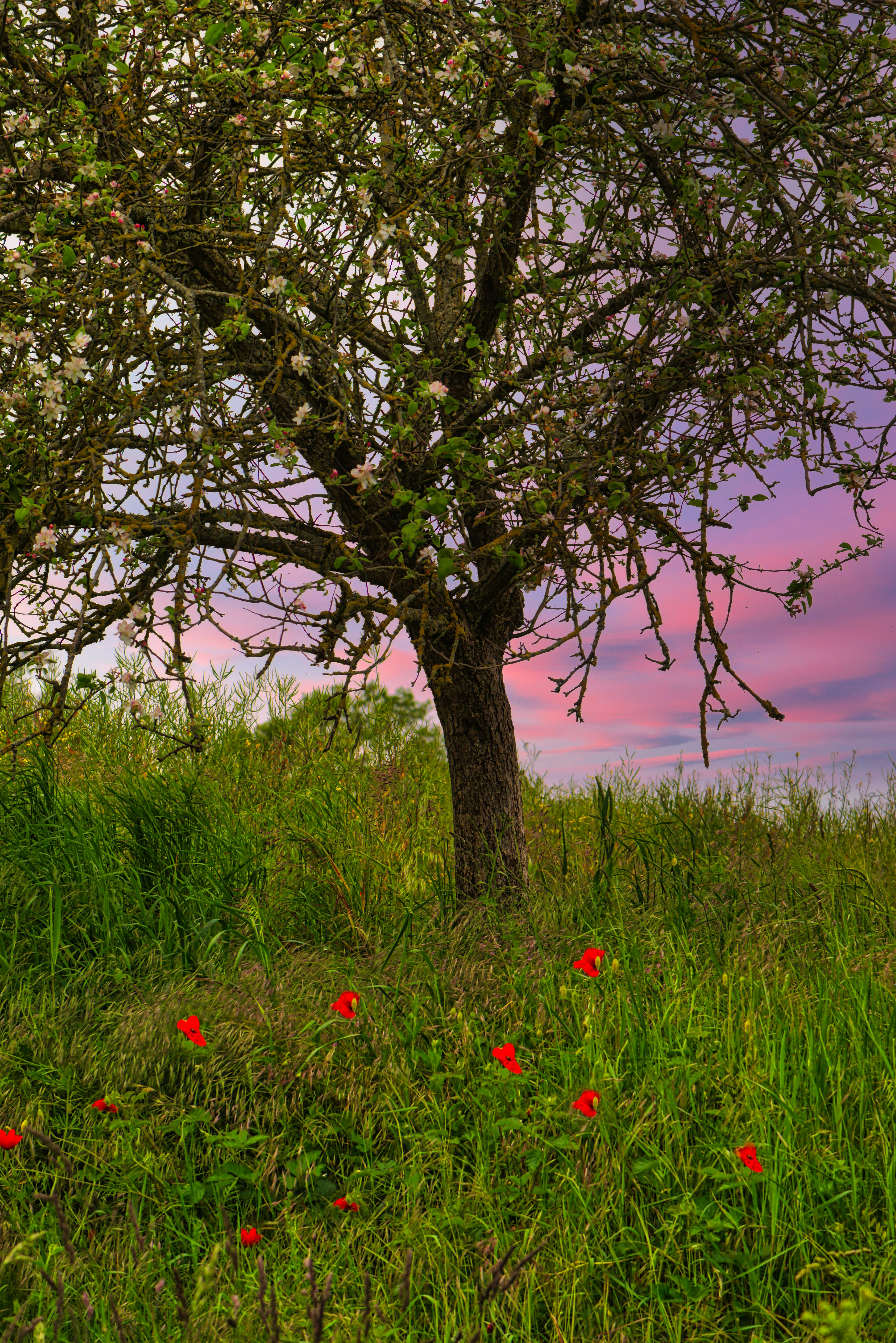 Blossoms and Silhouette: A Tree Standing Against a Sunset Pasture