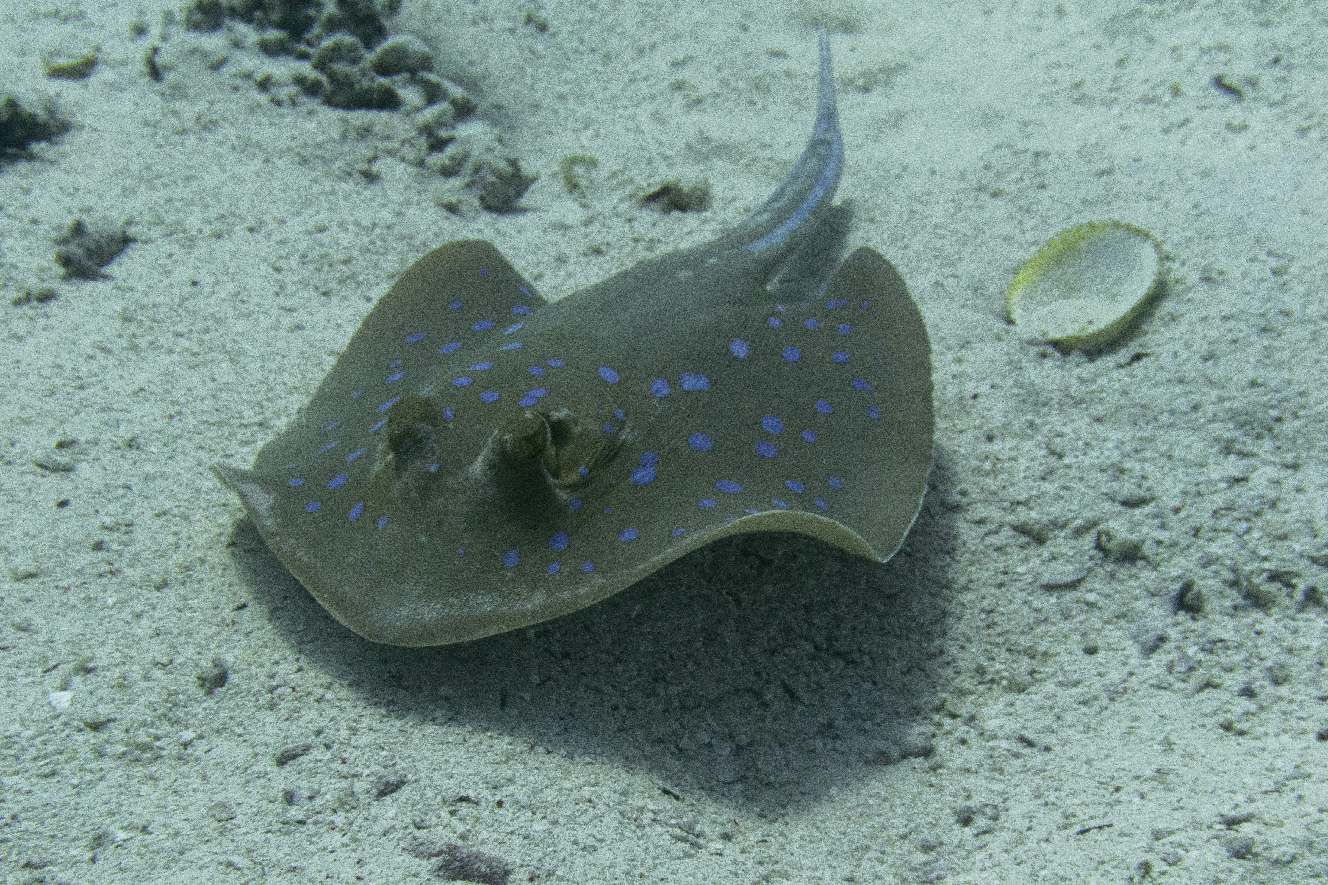 Blue-spotted Stingray in Silted Seabed