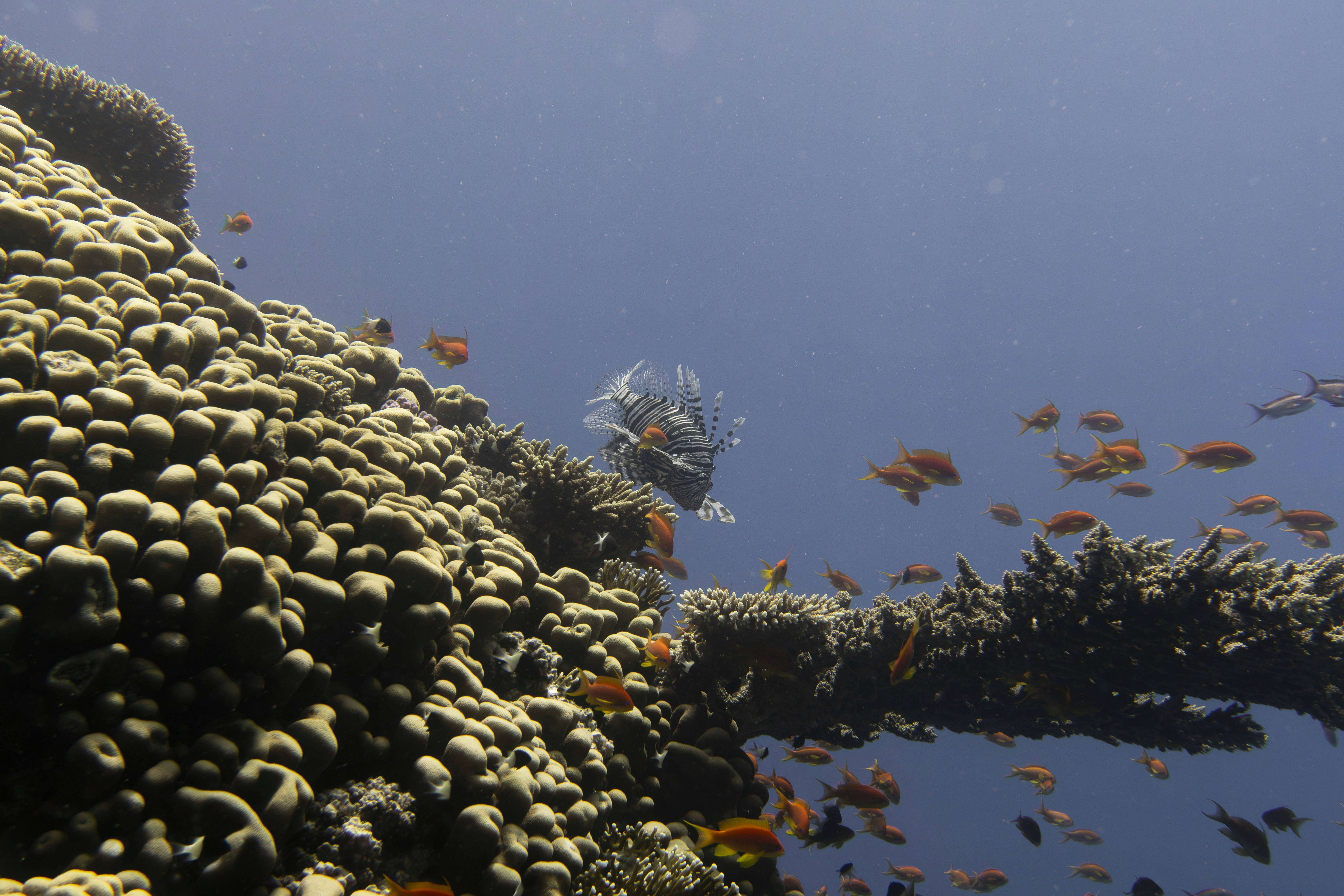 Underwater Coral Spine: School of Orange Fishes Near a Sea Fan