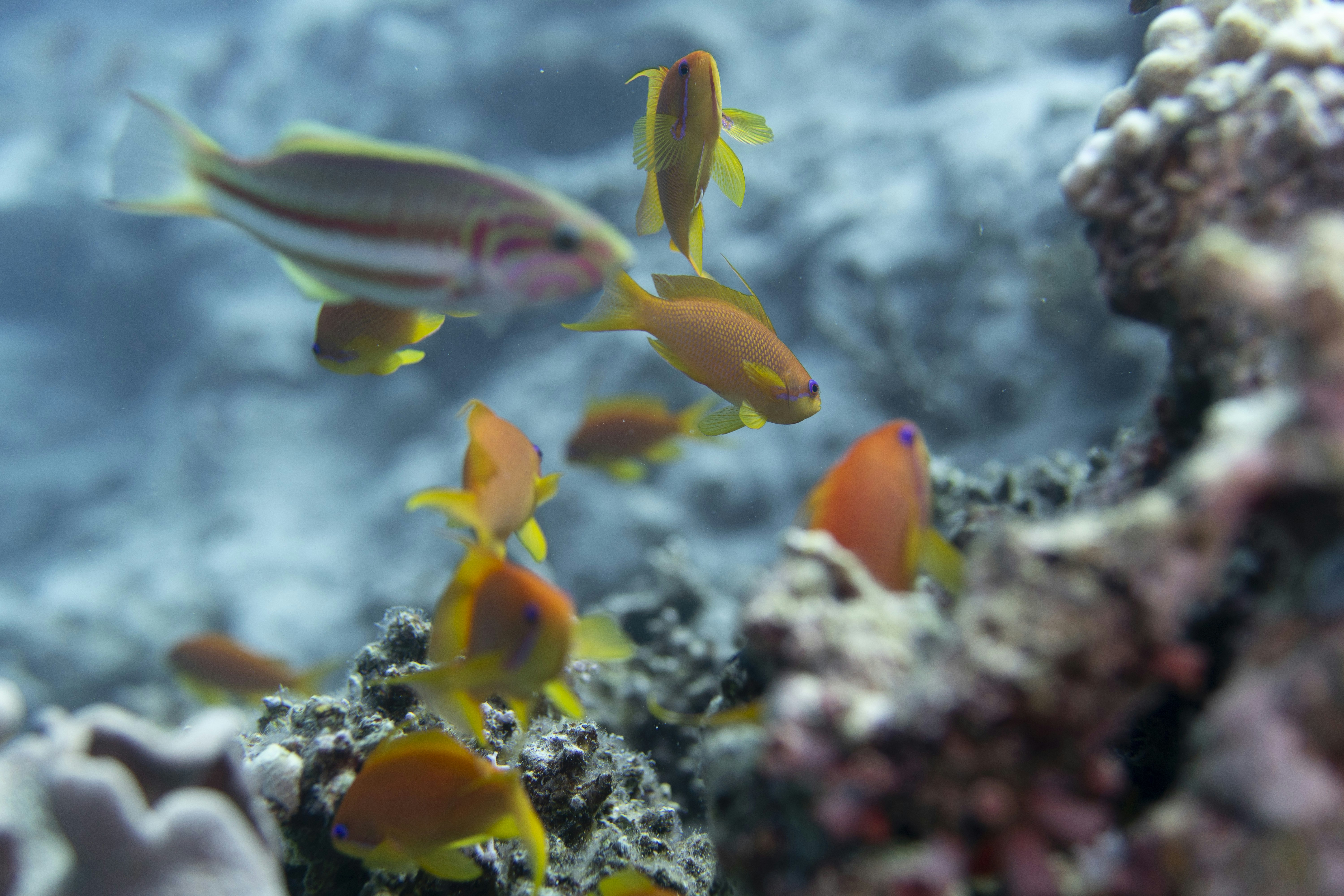 Underwater Gallery: School of Gold Scarlets among Coral