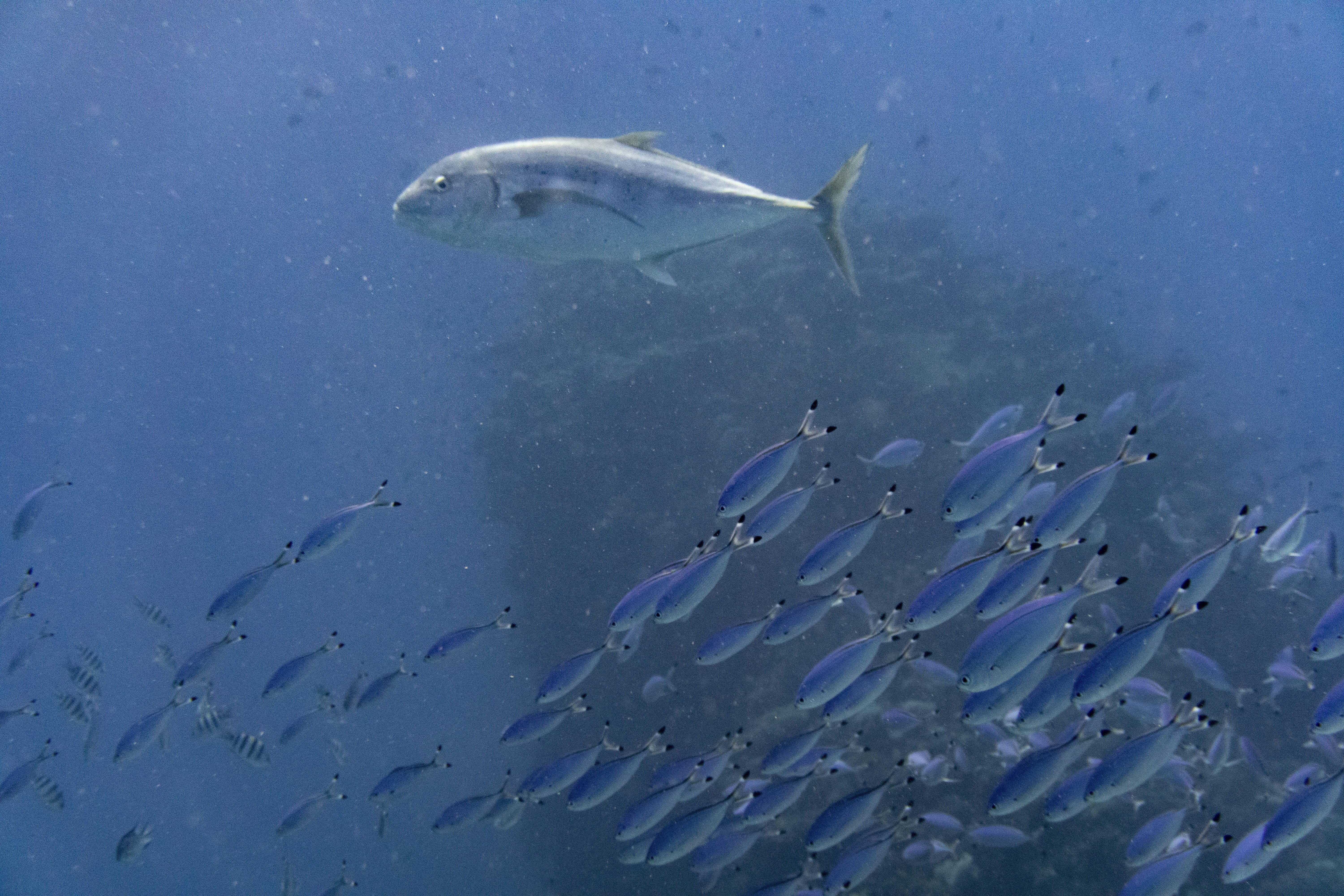 School in the Blue: A Lone Mackerel Above a Shimmering Shoal
