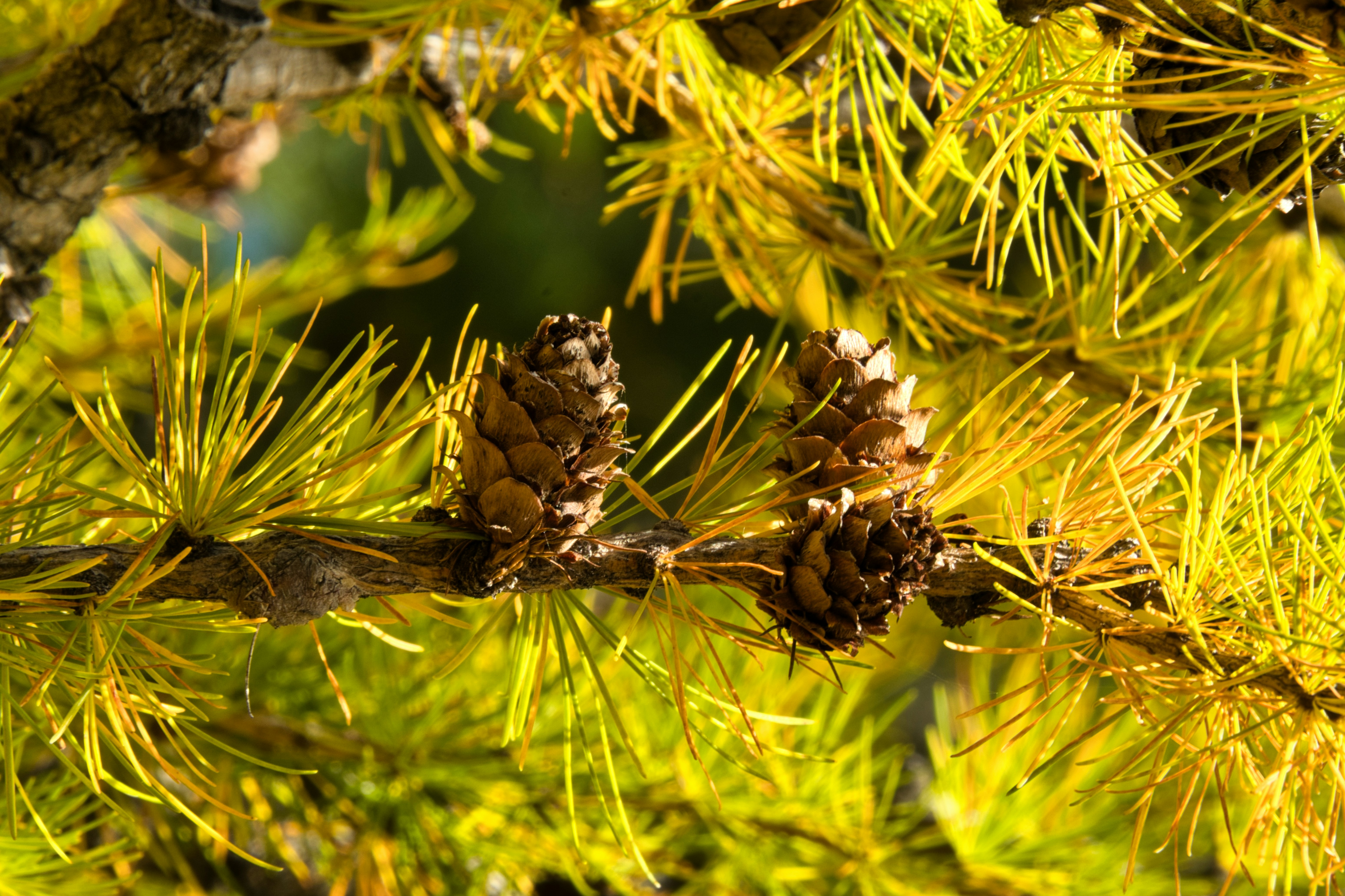 Golden Pine Cones in Spring Sunlight