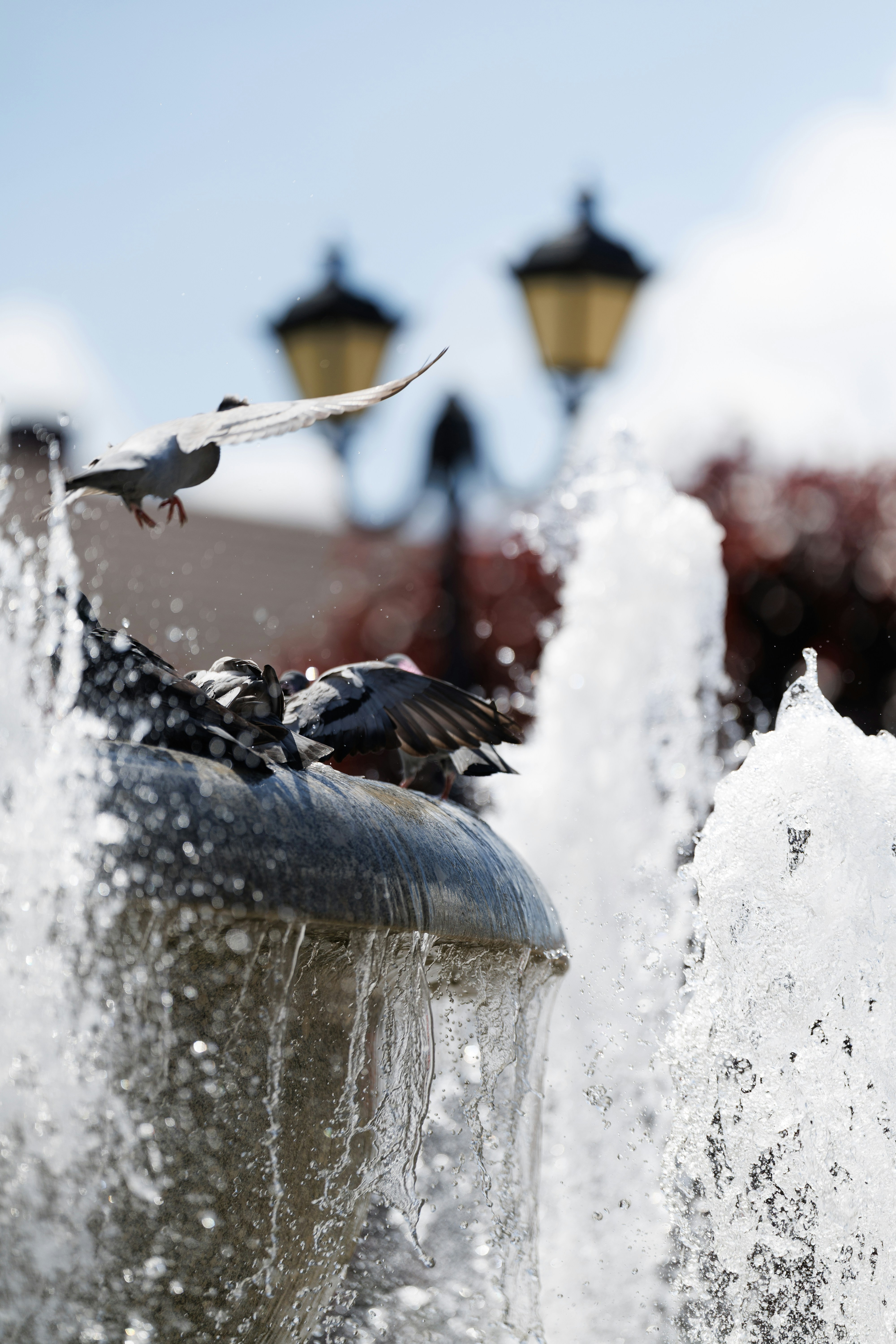 Feathers and Spray: Doves at the Fountain in Afternoon Light