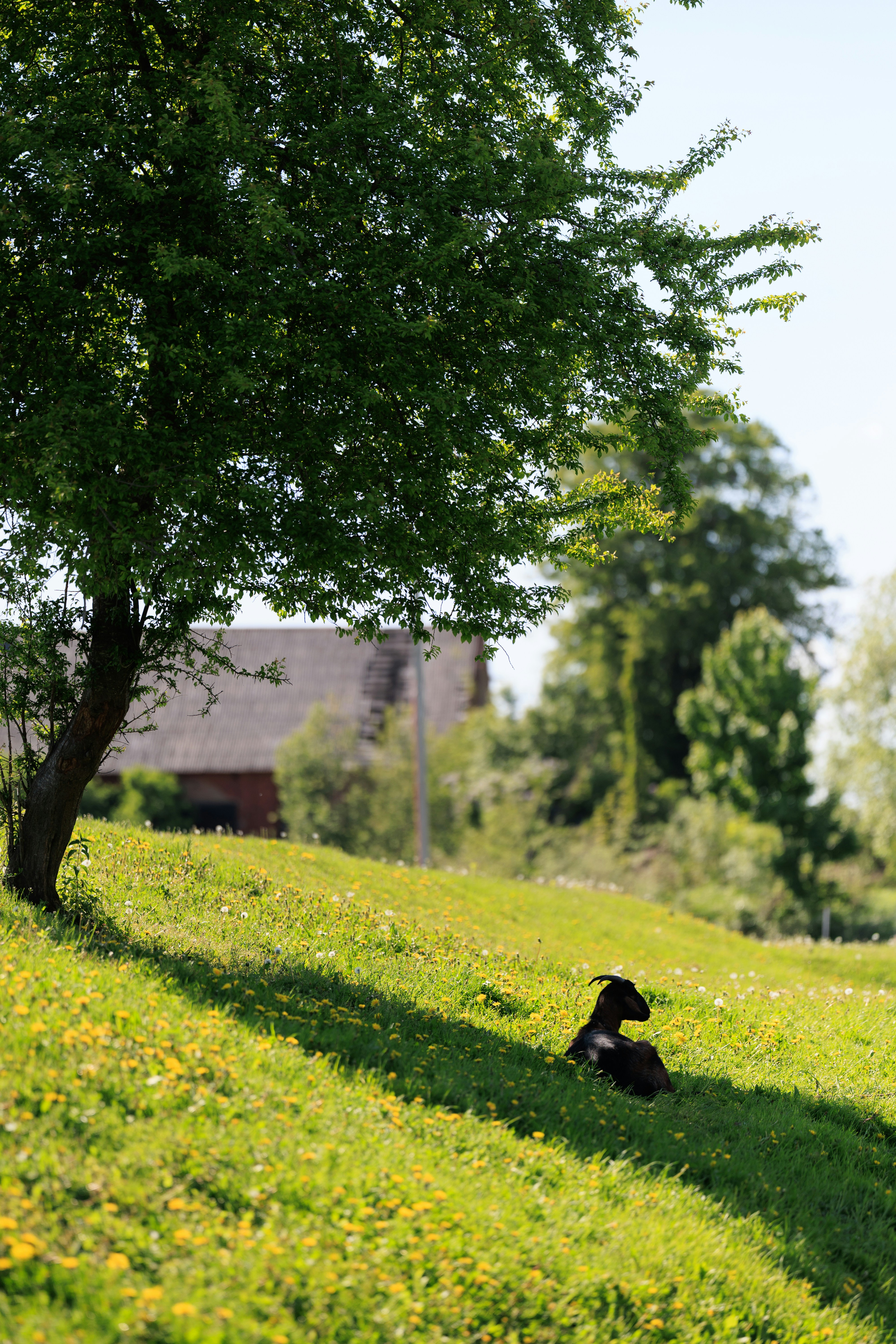 Goat resting in the shade of a tree on a sunny green hill in spring, Gvardeysk, Kaliningrad Oblast, Russia.