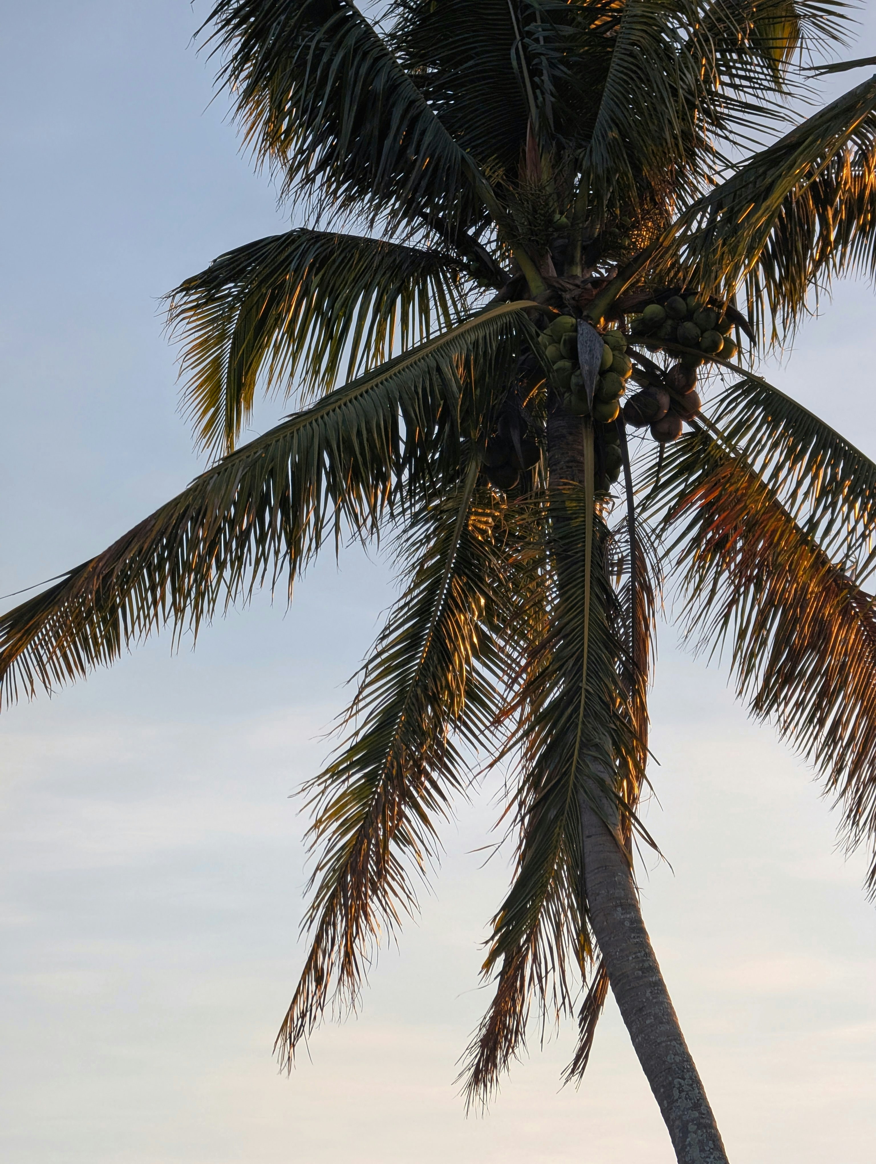 Palm Crest Against a Coral Sky