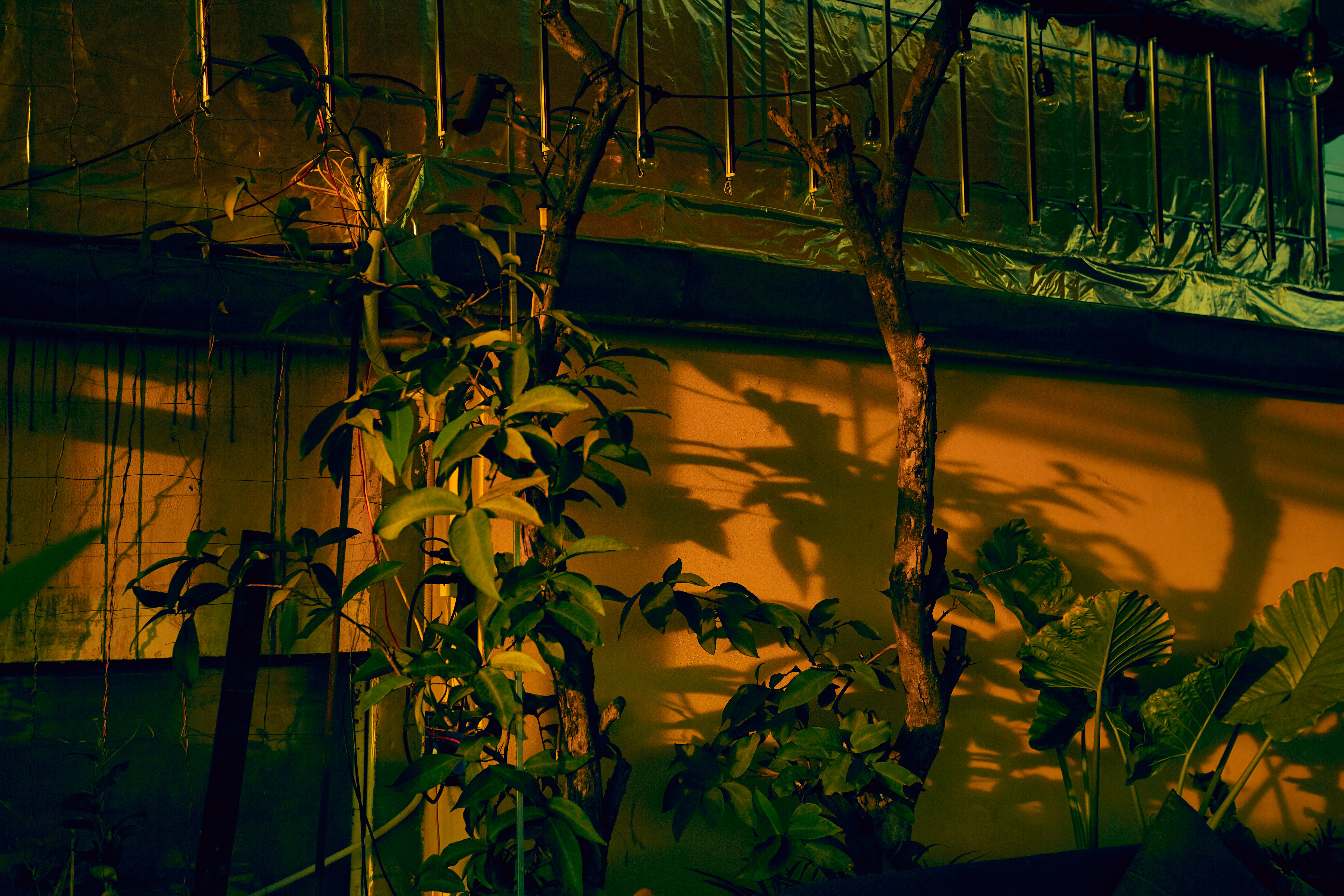 Shadowed Terrace Garden: Moonlit Foliage Against a Yellow Wall