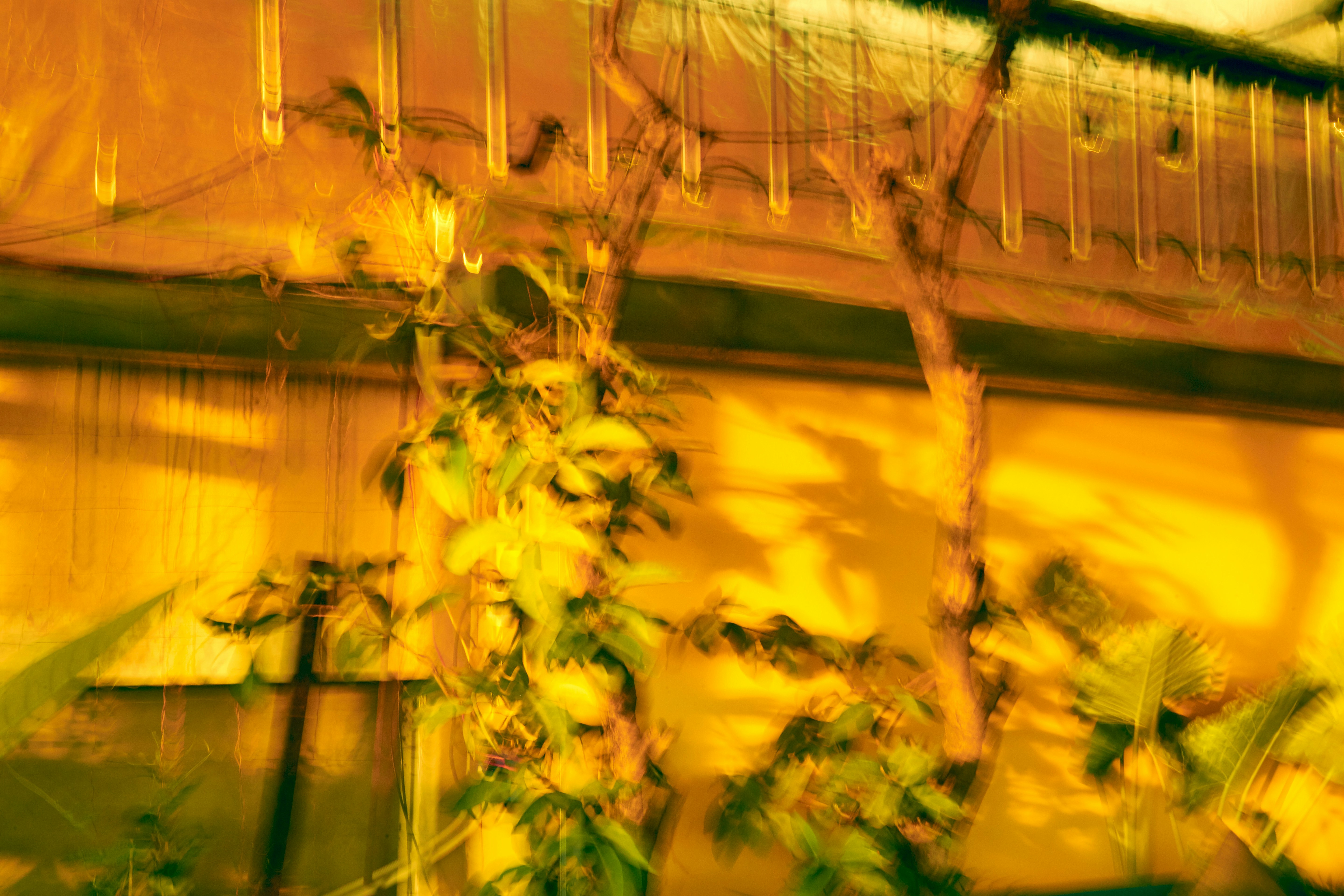 Golden Glasshouse: Sunlit vines in a shadowed courtyard