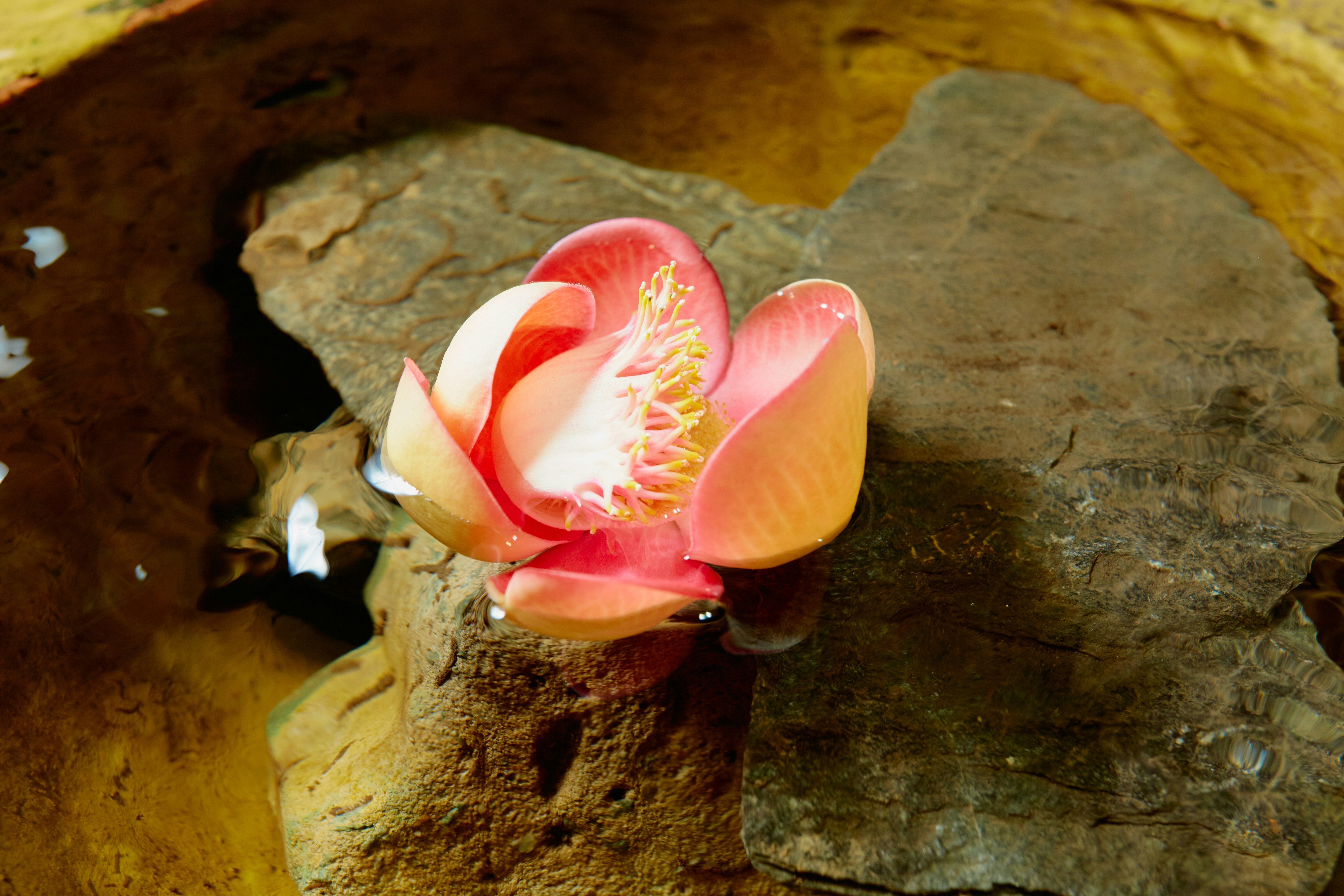 Pink Camellia Petals resting on rugged rock