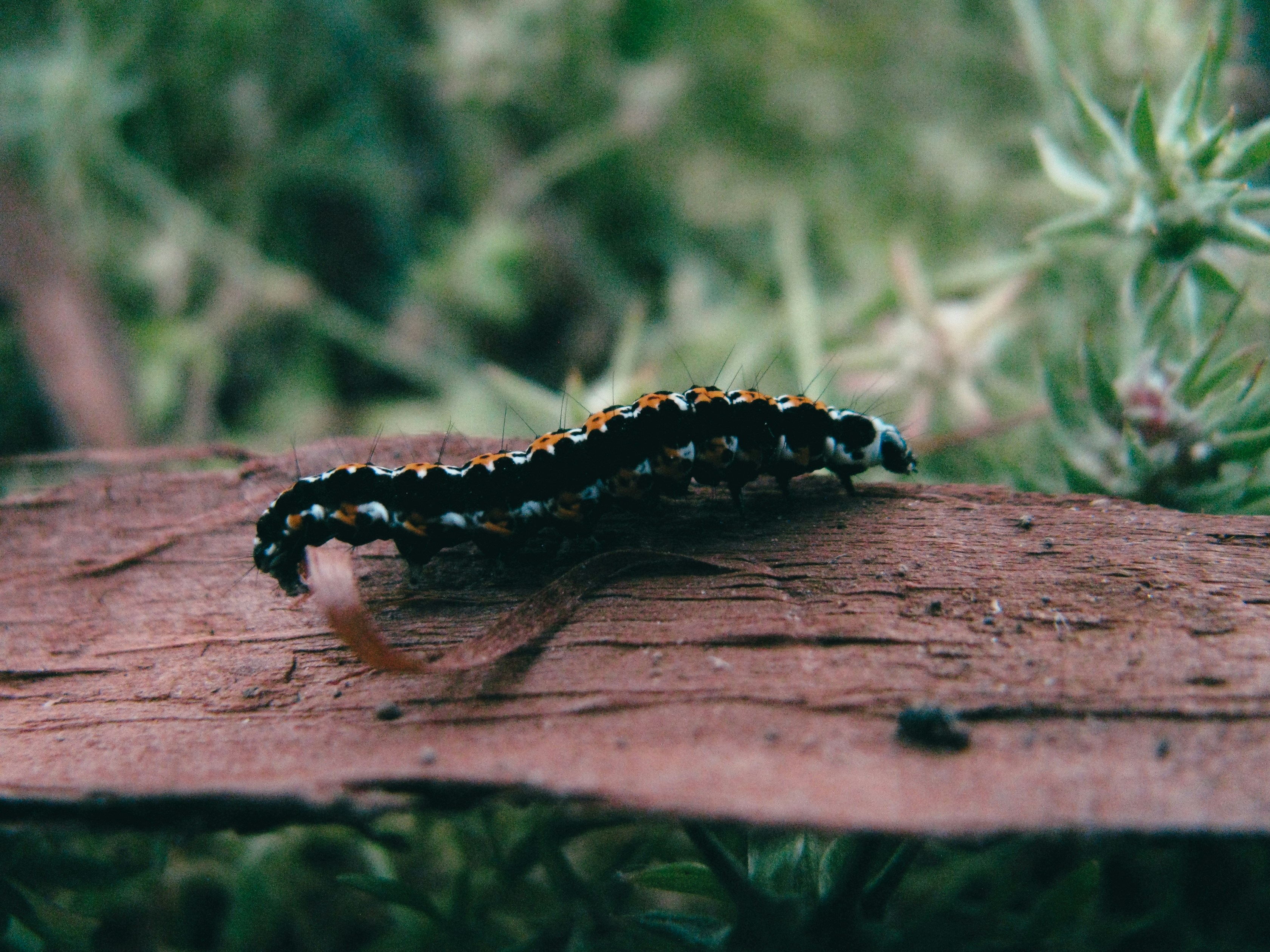 Dark-spotted Caterpillar Traverses a Weathered Log