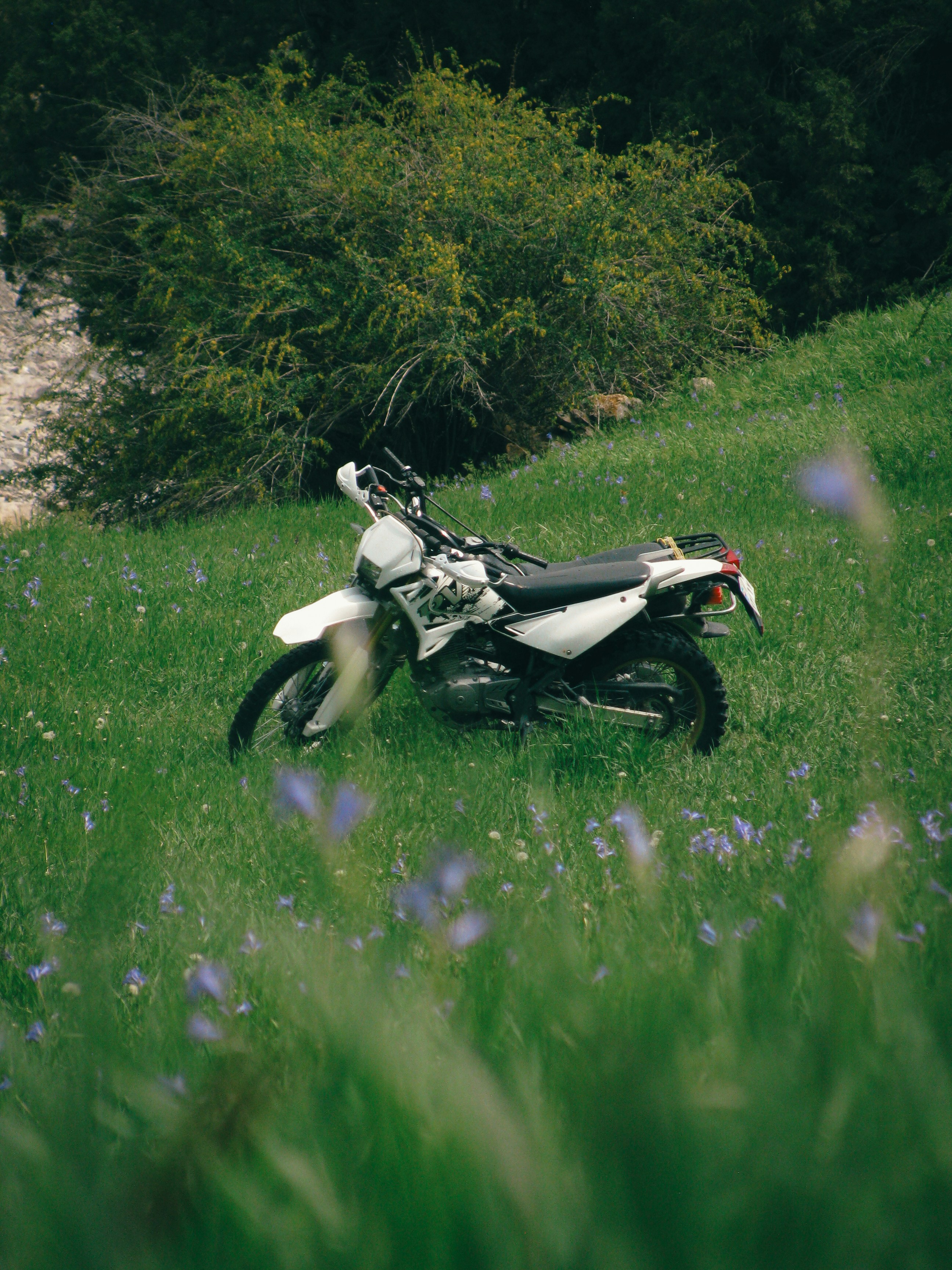 White dual-sport resting in a meadow of purple bloom