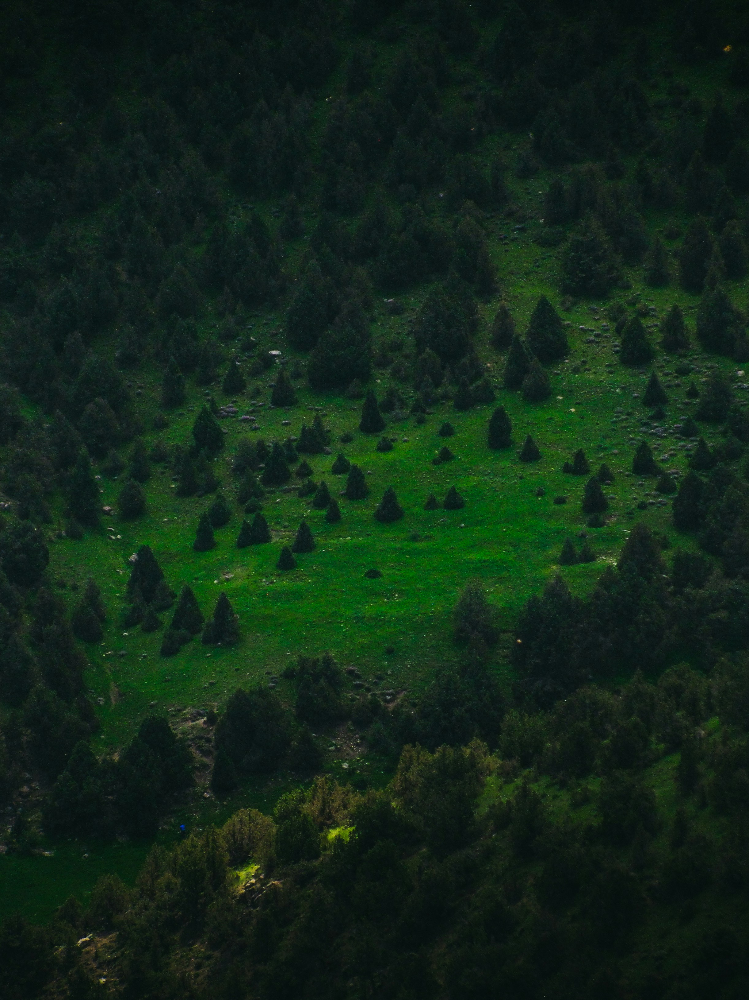 Patchwork Pines: A Quiet Meadow Stitched into the Mountain Side