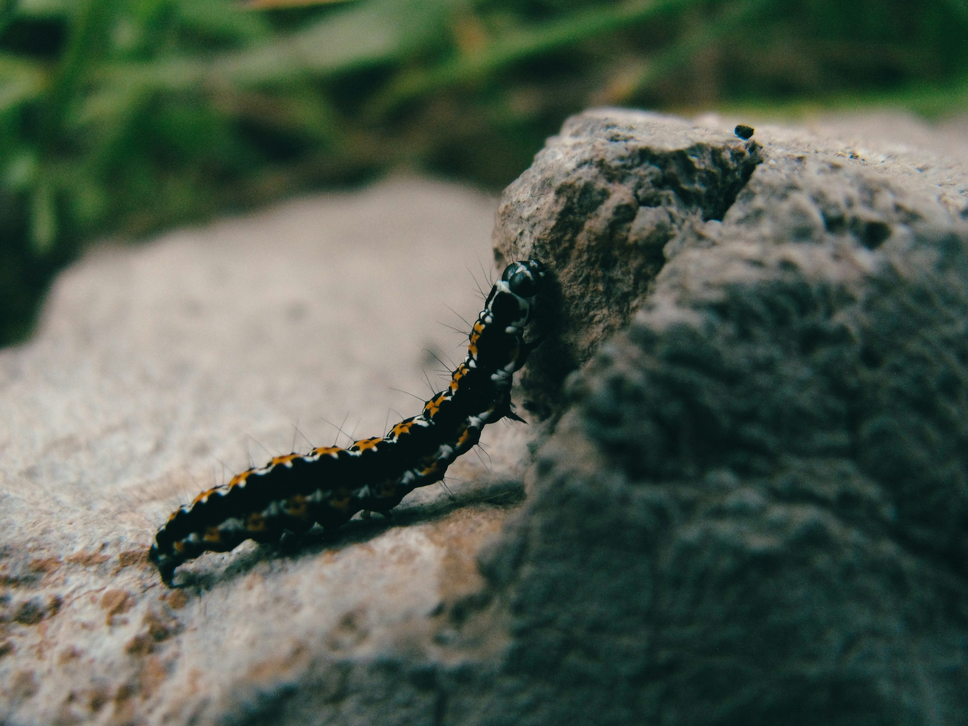 A Caterpillar Climbs the Edge of a Weathered Rock
