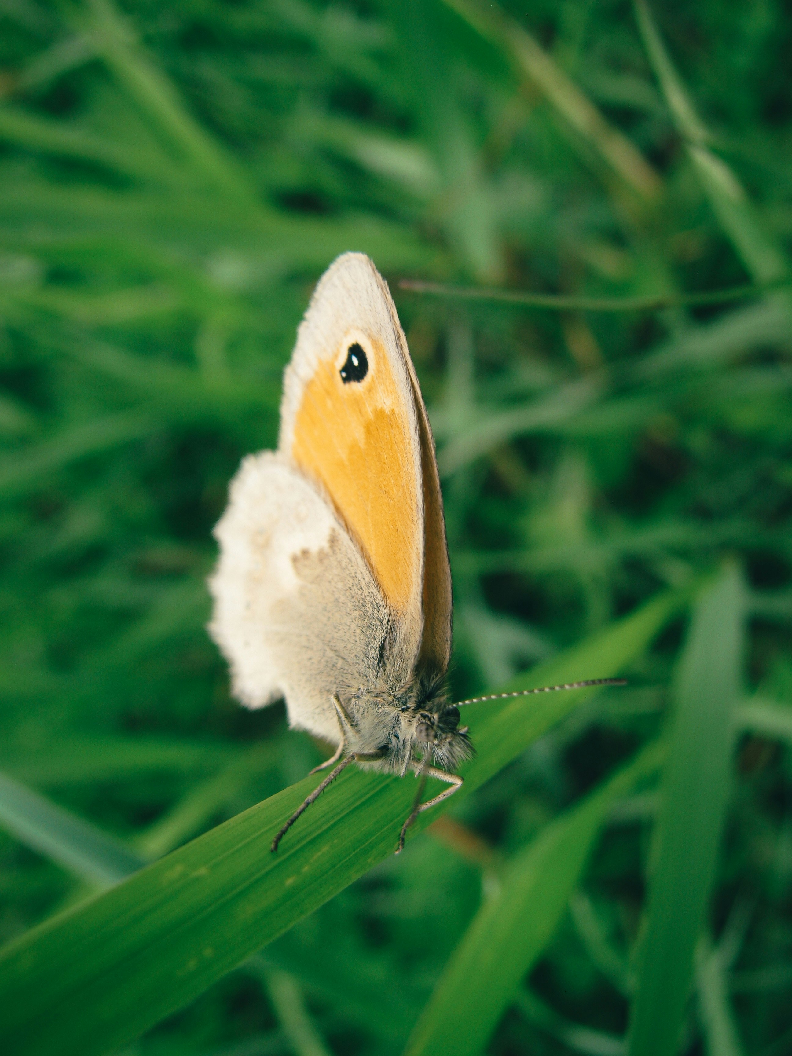 Amber-winged Butterfly Resting on a Blade