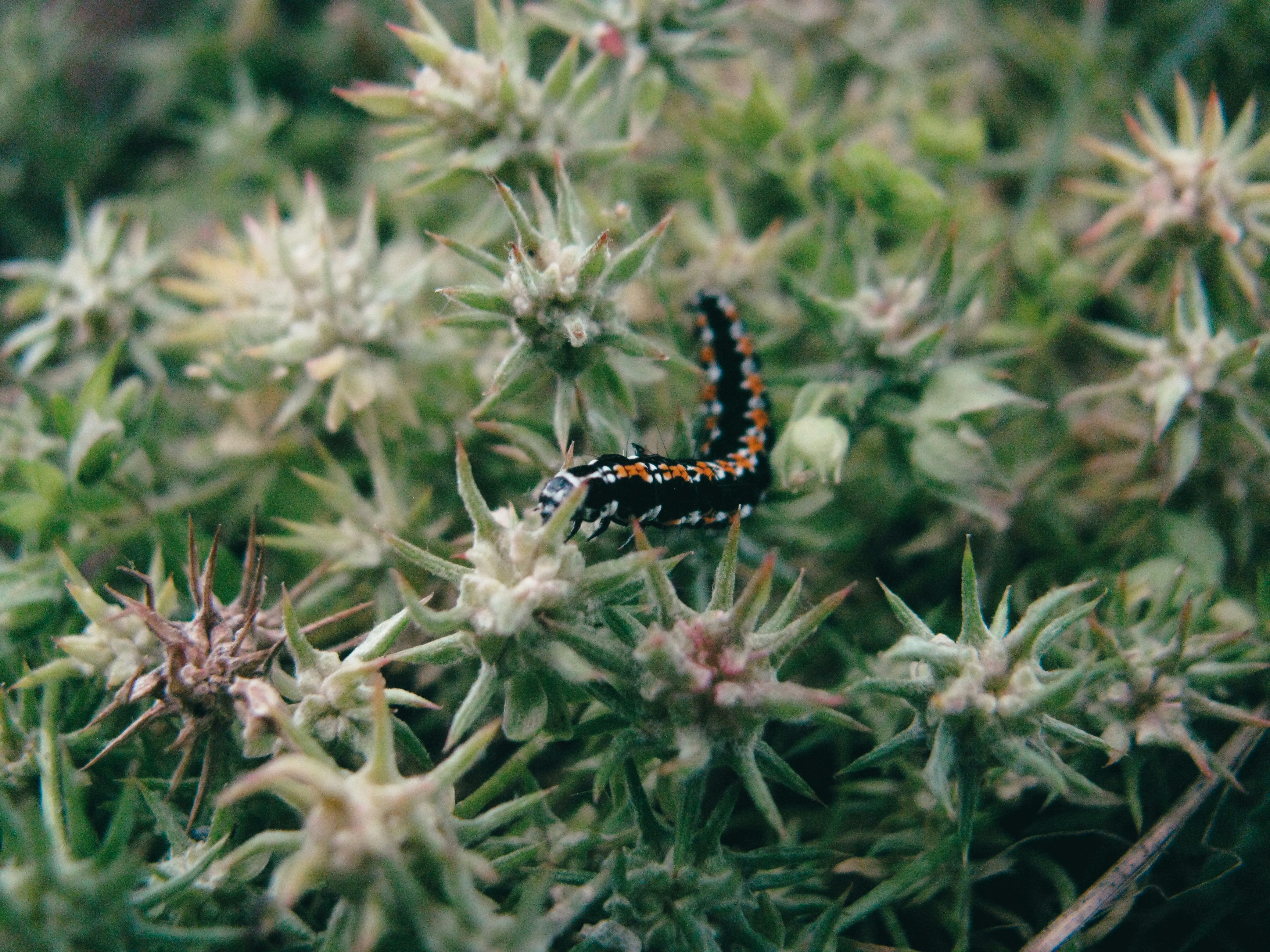 Colorful Black-Edge butterfly resting on spiny foliage