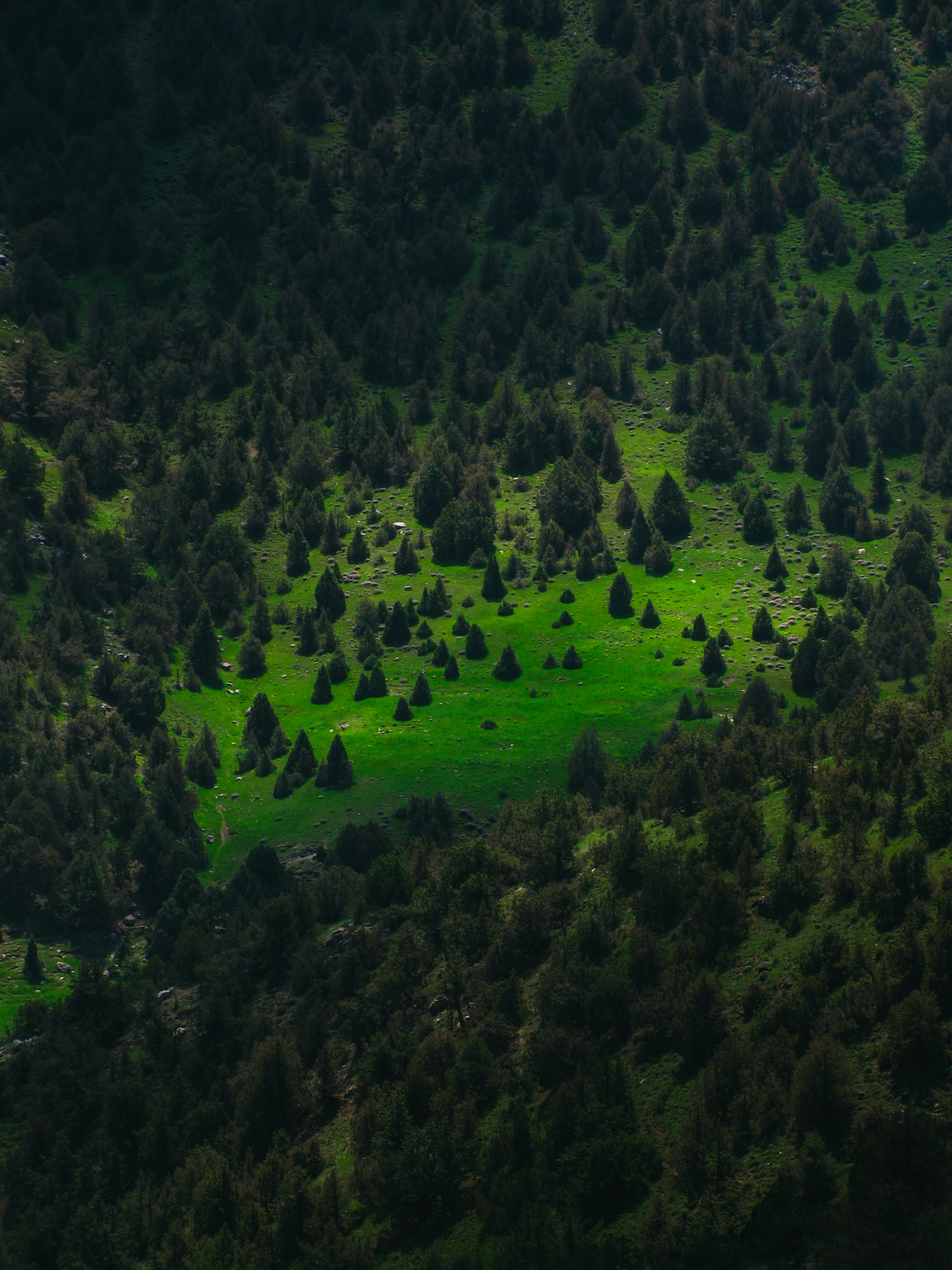 A vibrant green clearing nestled among dark evergreen trees.