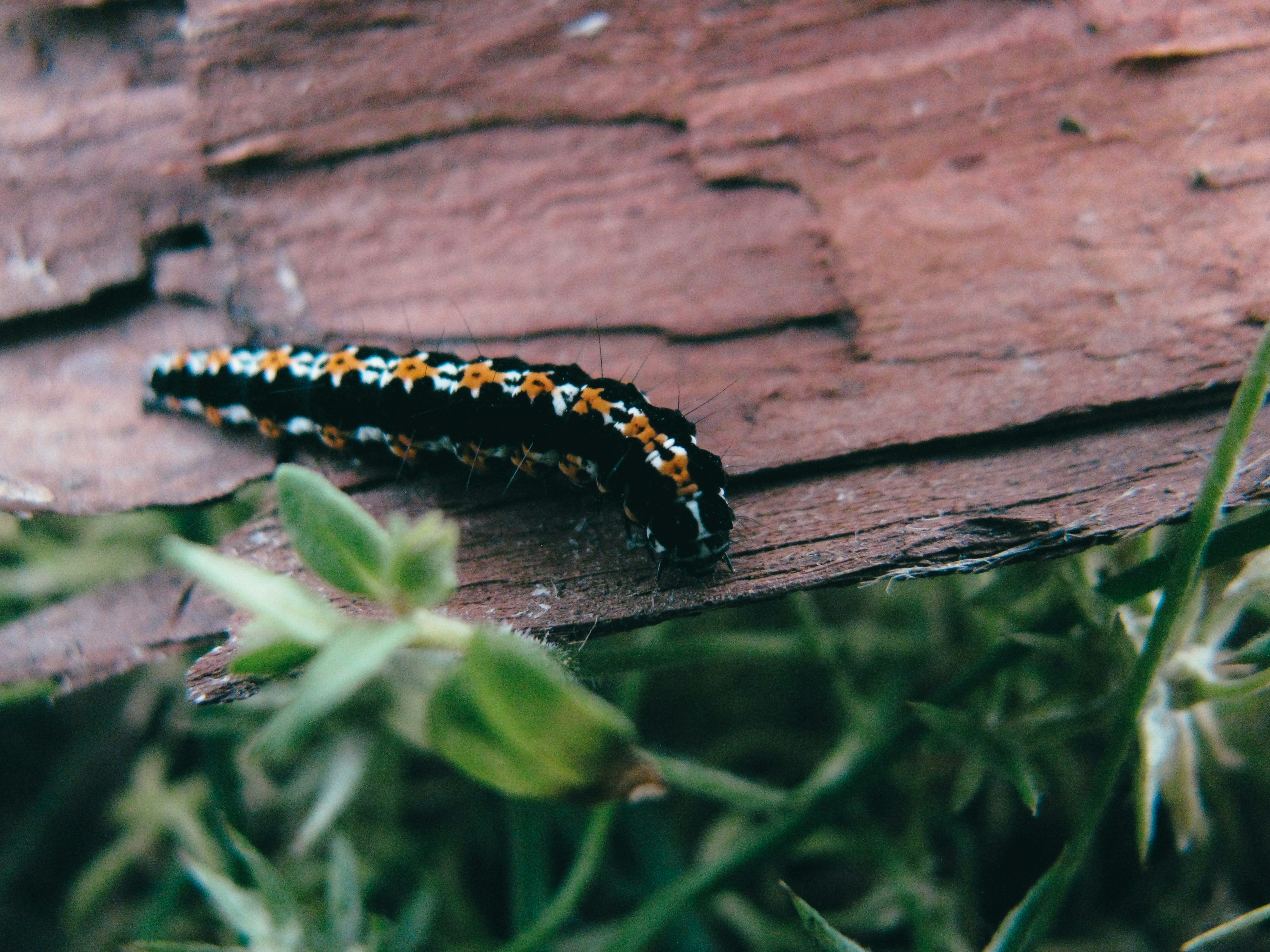 A Tiger Moth Caterpillar Treks a Log Edge