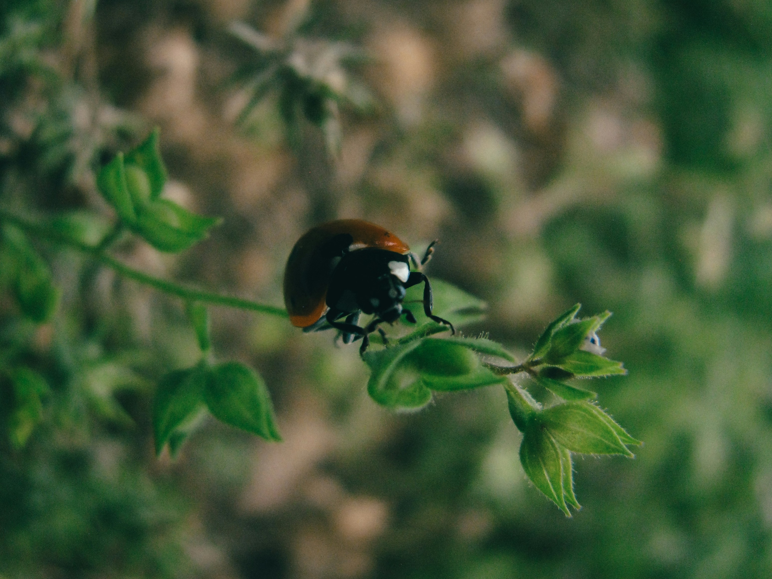 On a Green Leaf: A Copper-Back Beetle at the Edge of Bloom