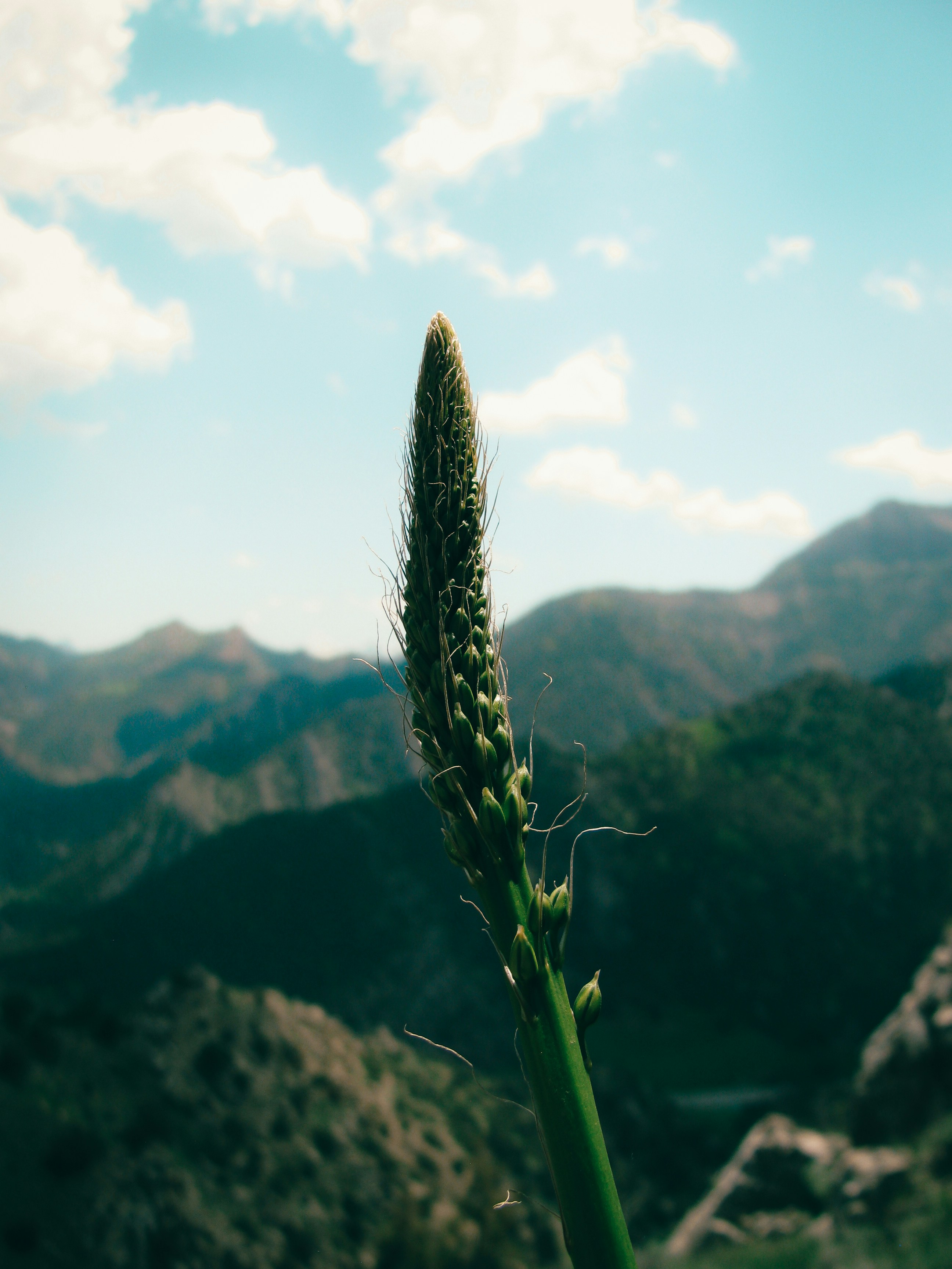 Traveler's Spike: A lone grass stalk against vast rugged summits