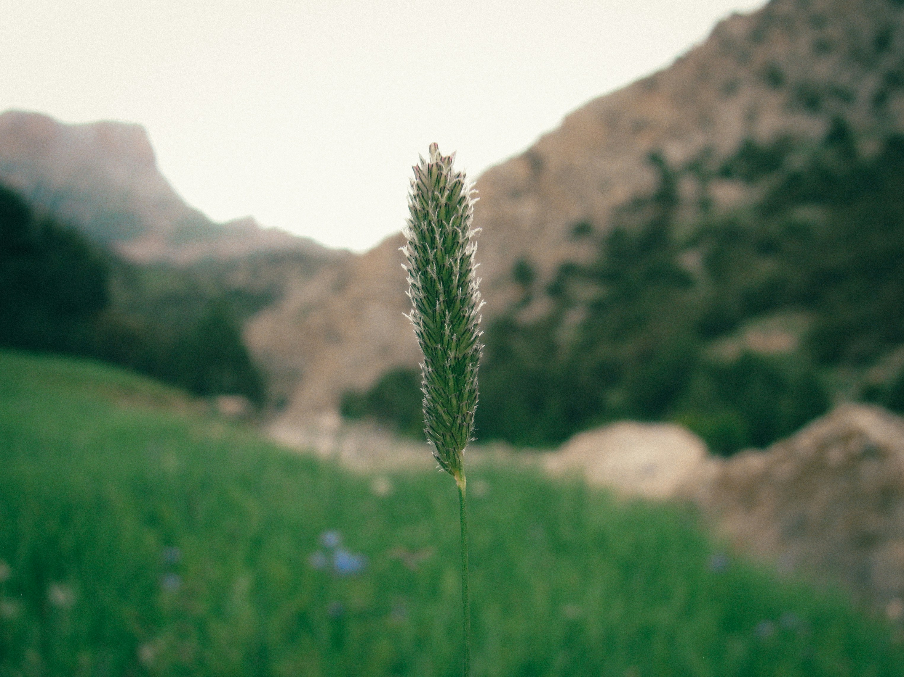 Single Grass Crown: A Quiet Spike Reaching Toward the Light