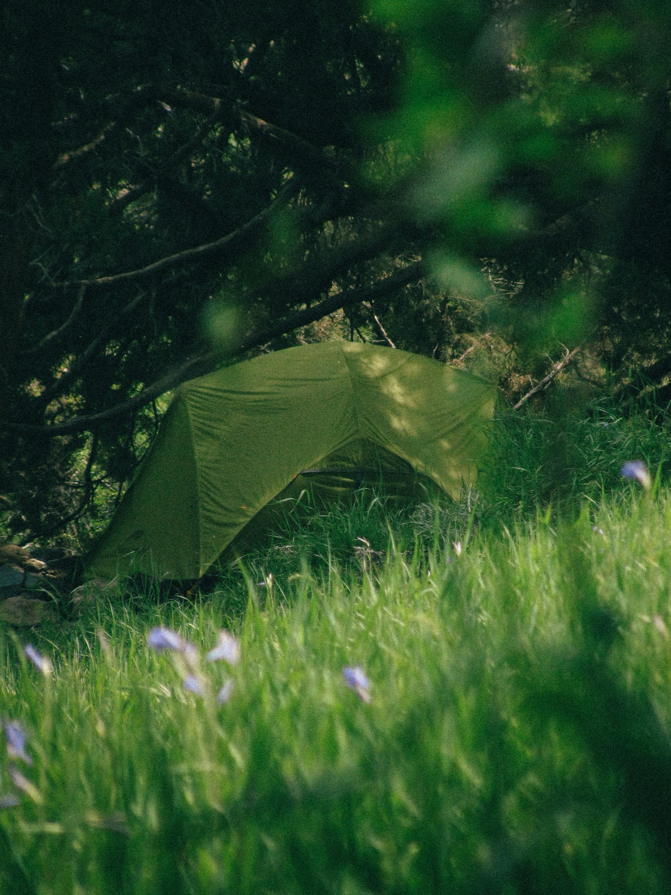 A Quiet Green Shelter Hidden in the Forest