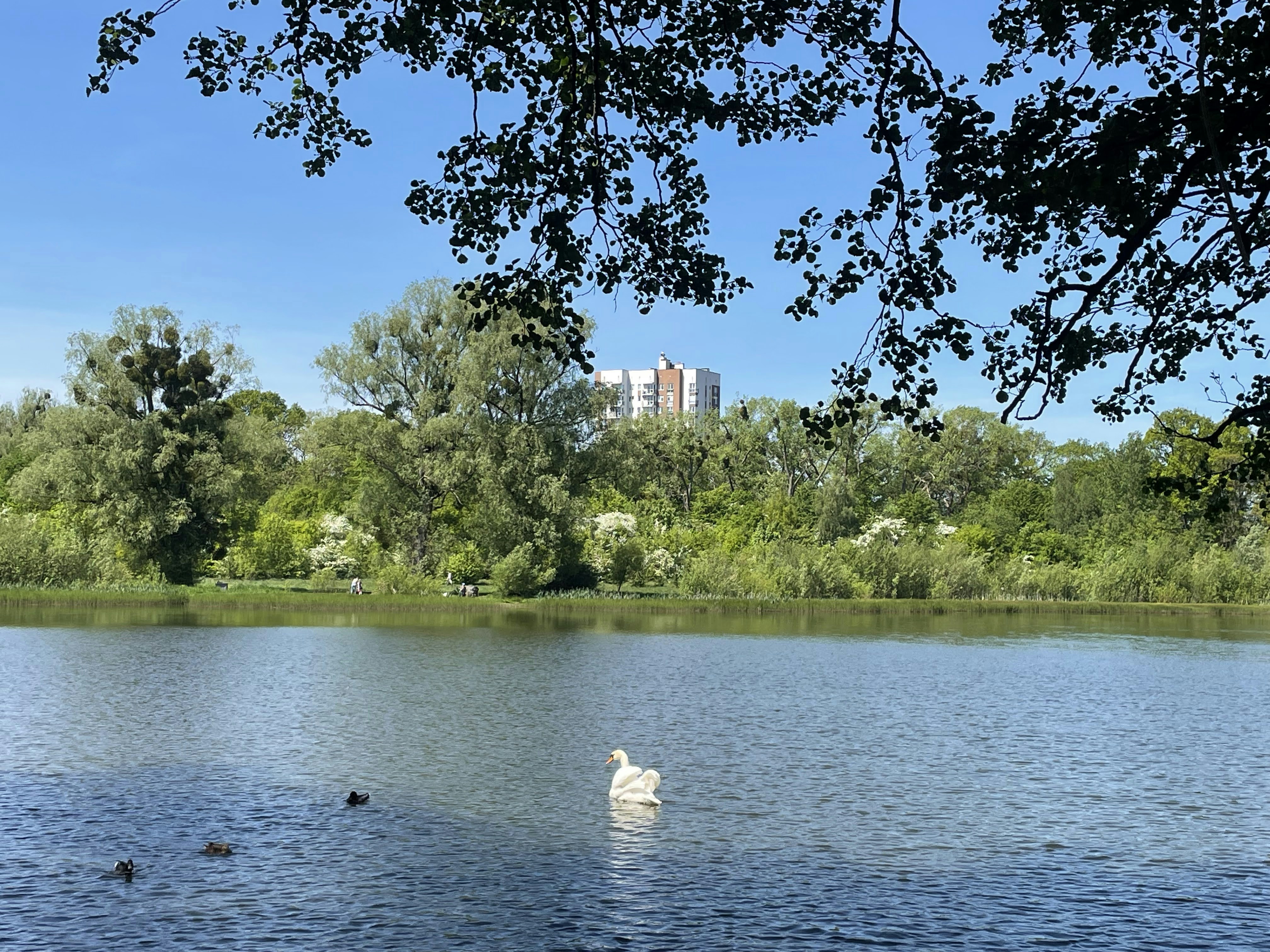 A white swan swims in a lake with green trees.