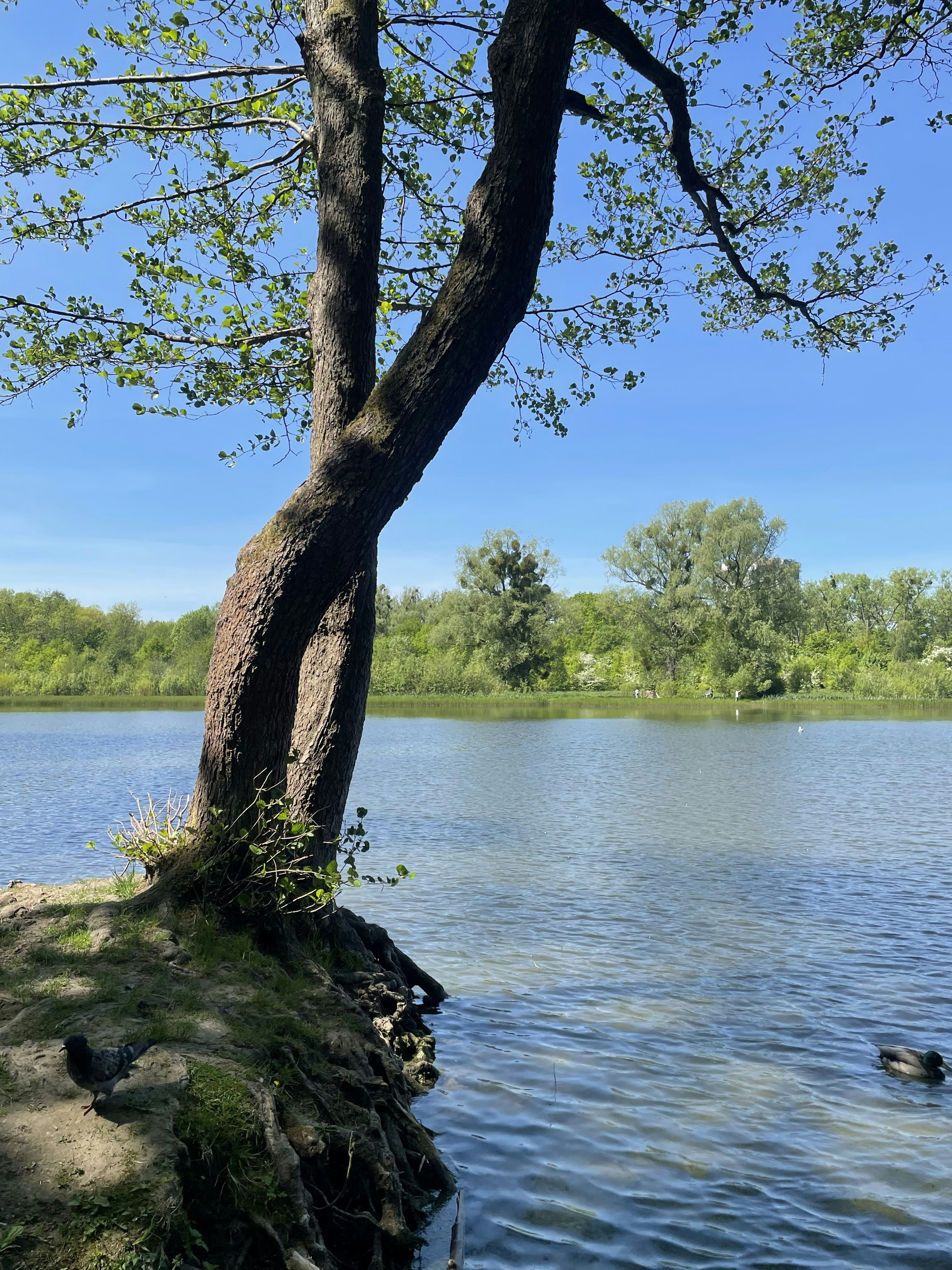 Whispering Tree by the Lake
