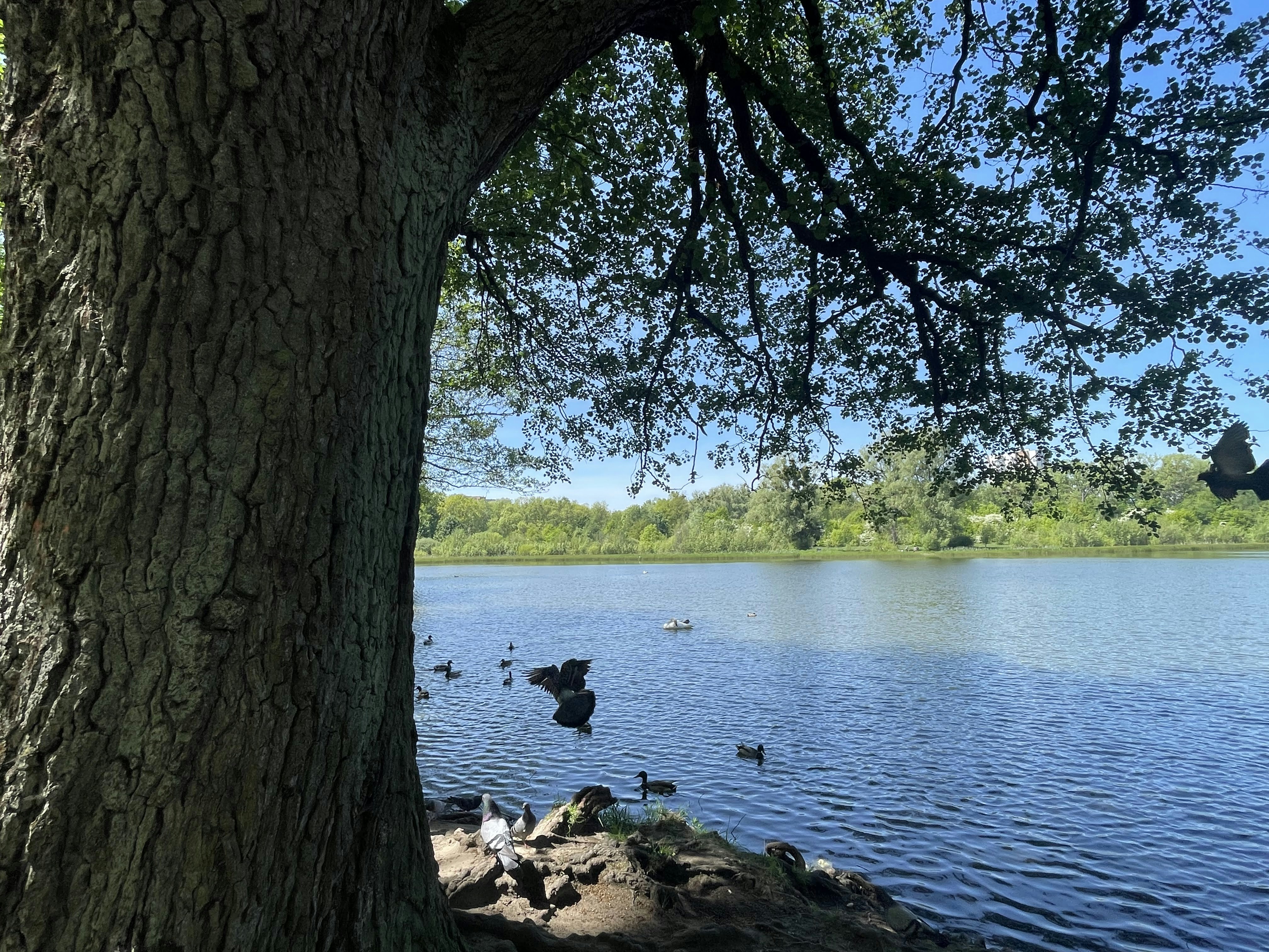 Shaded Trunk Framing a Tranquil Lakeside