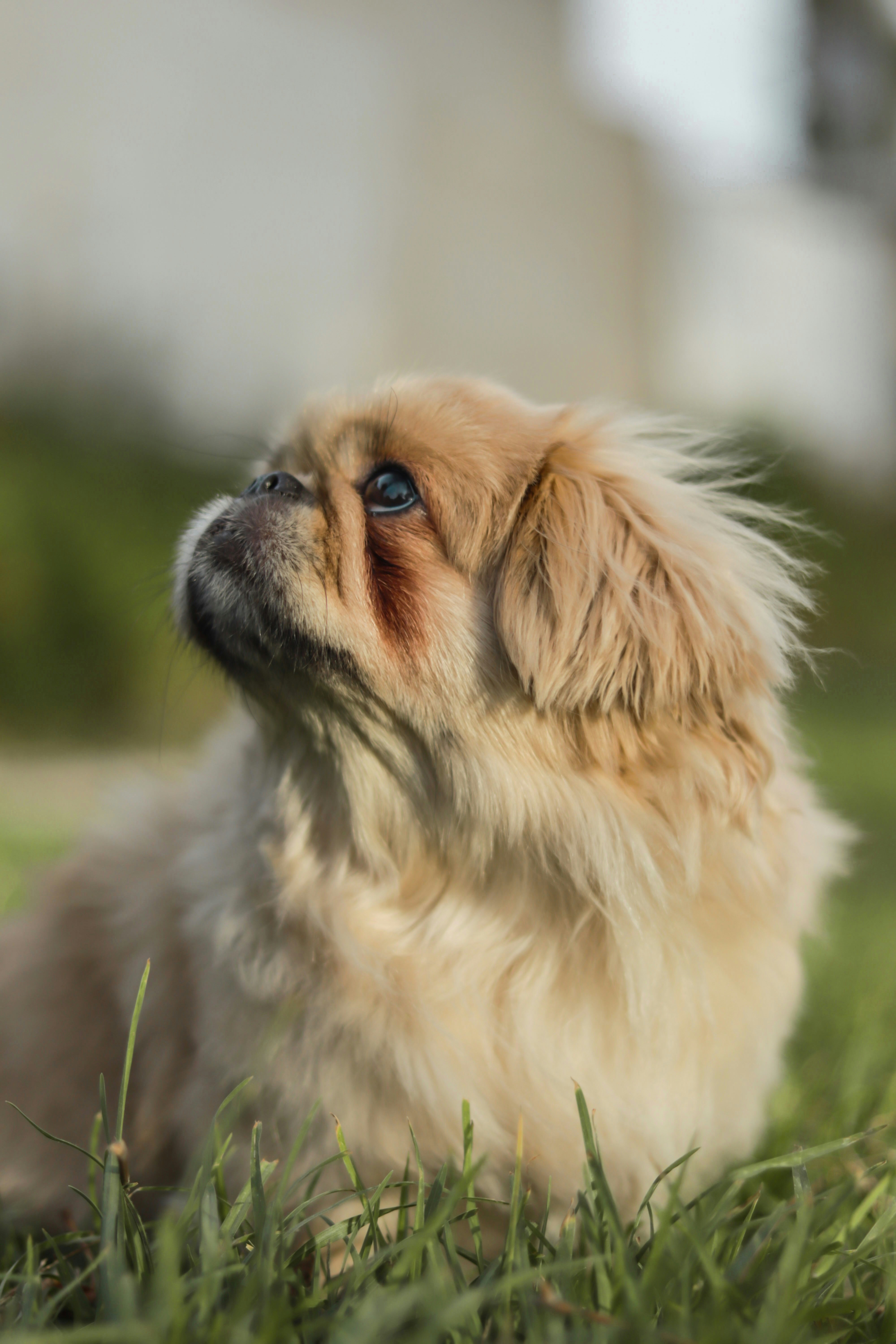 Looking Skyward: a Pekingese in a Sunlit Field