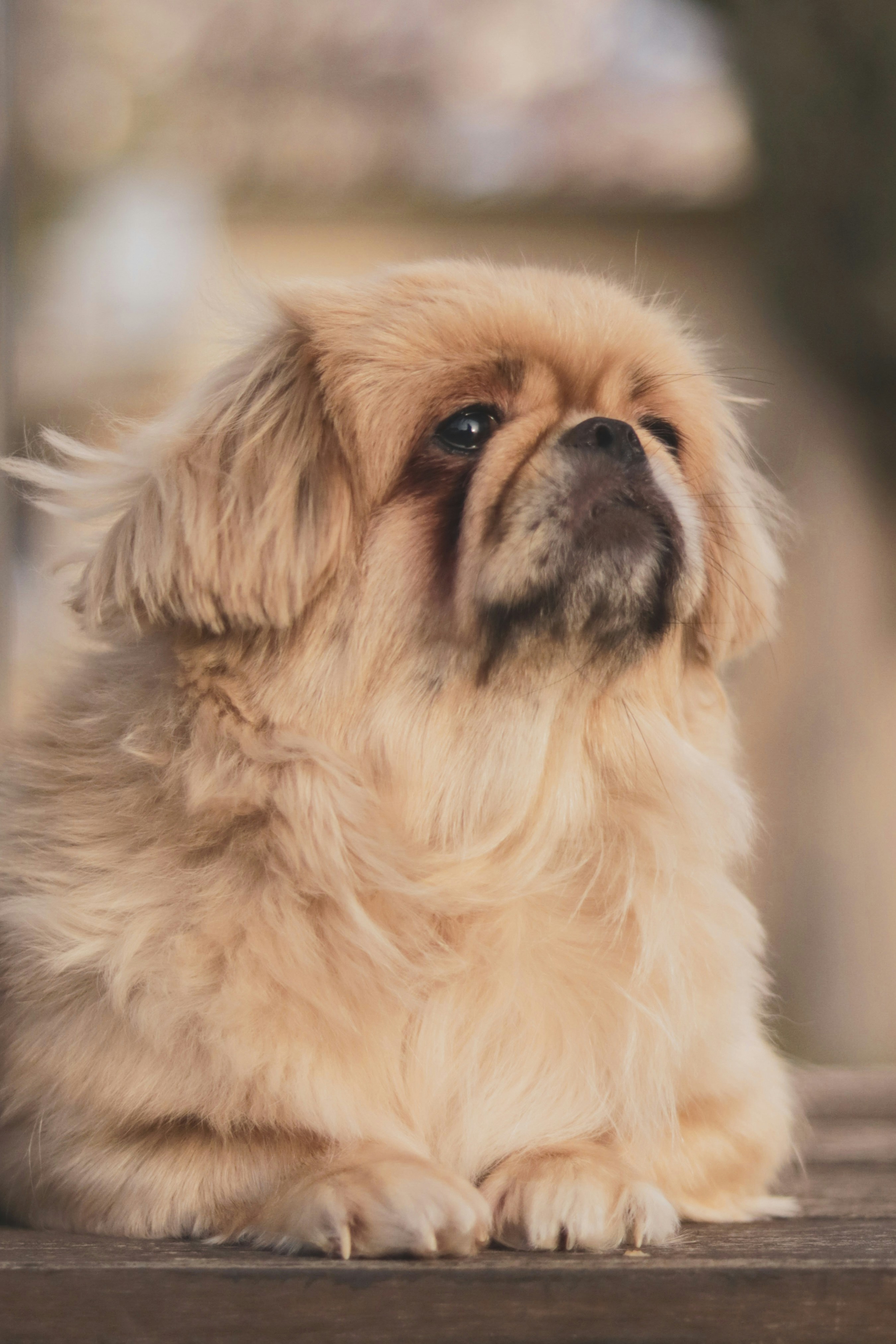 Low Wide Gaze: A Posed Pekingese in Soft Focus