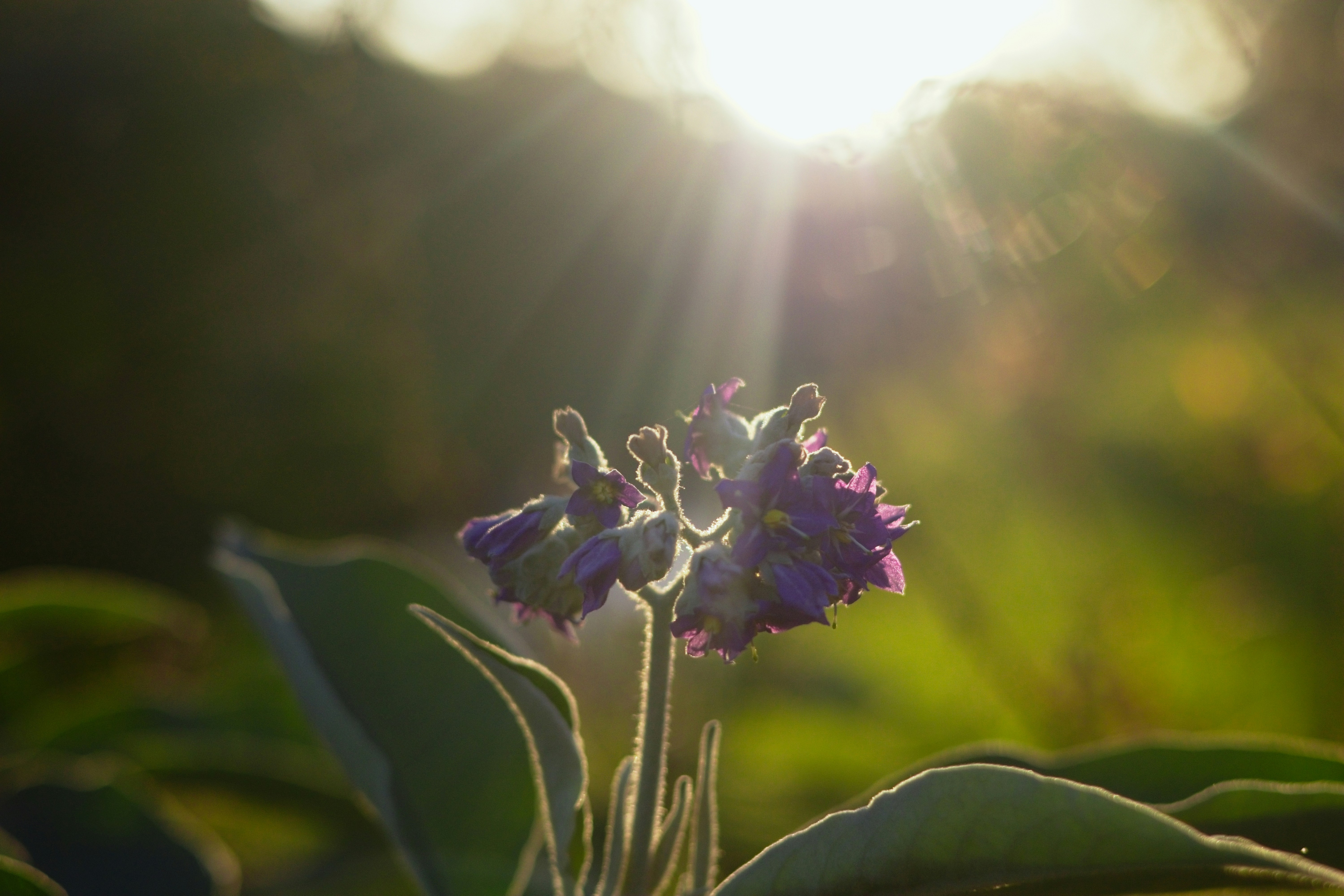 Sunlit Blooms: A Fragile Violet Cluster in Silhouette