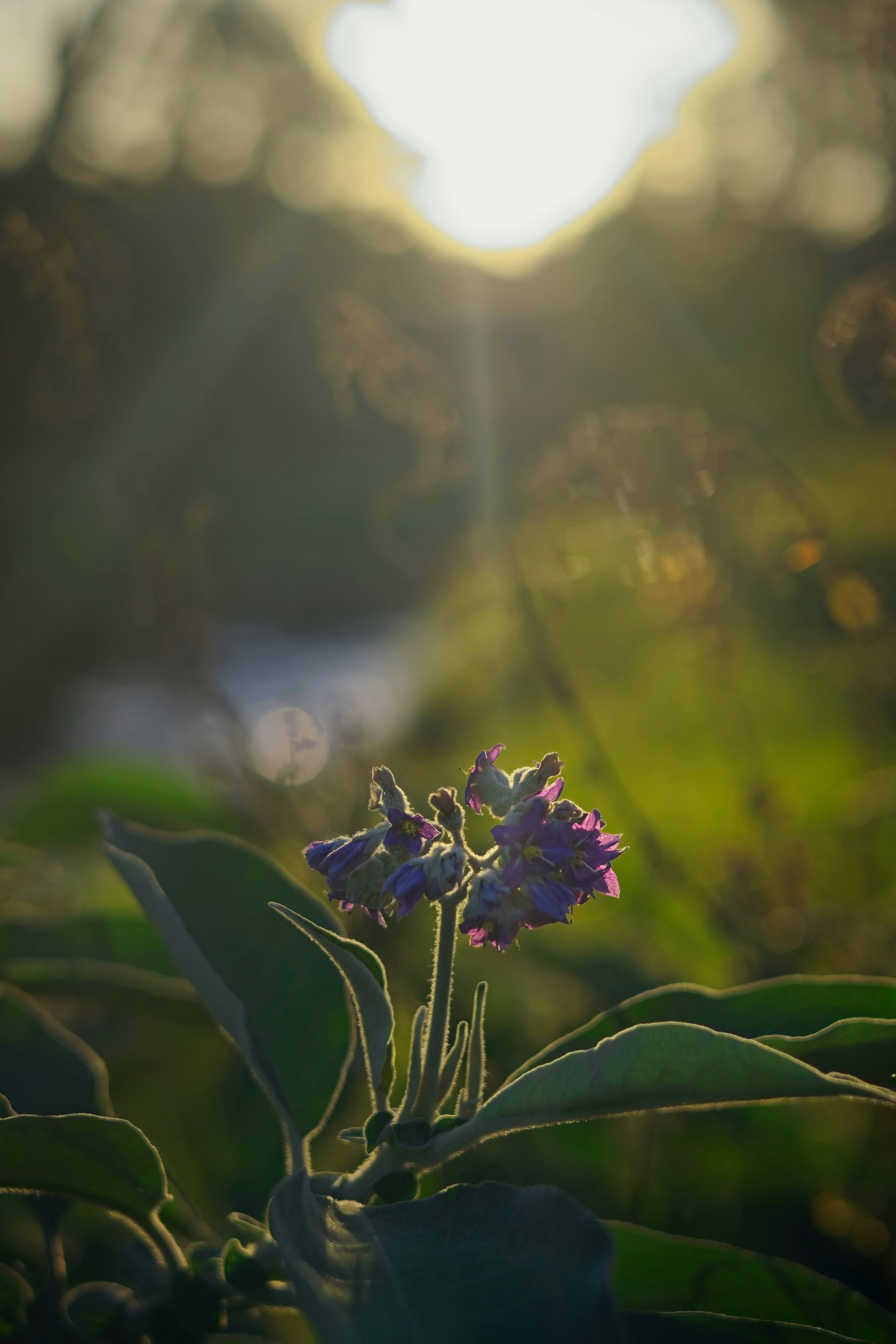 Backlit Bloom: a Sunlit Portrait of a Purple Flower Cluster