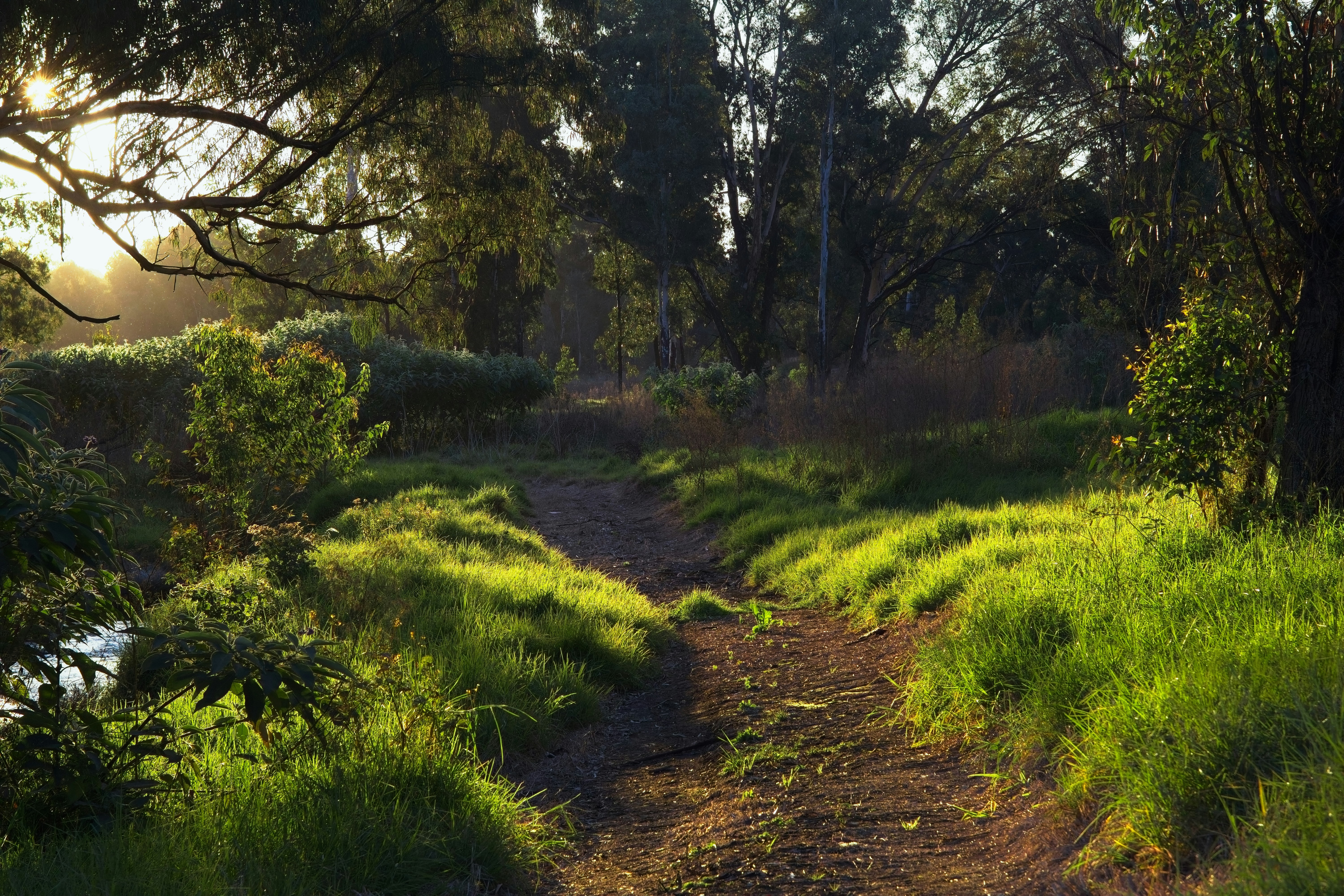 Golden Path Through the Evening Woods
