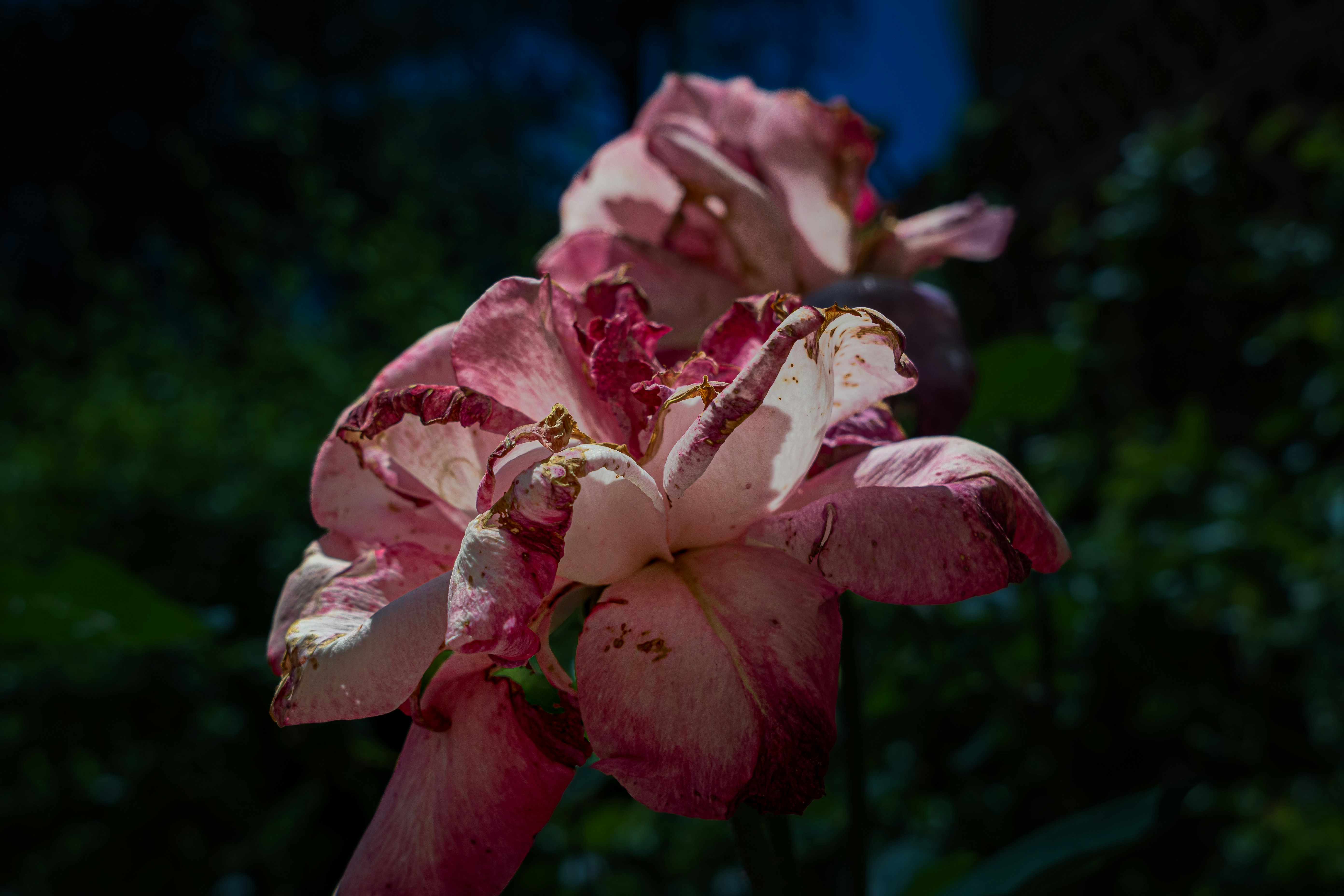 Petal Echo: A Moonlit Bloom against Twilight Foliage