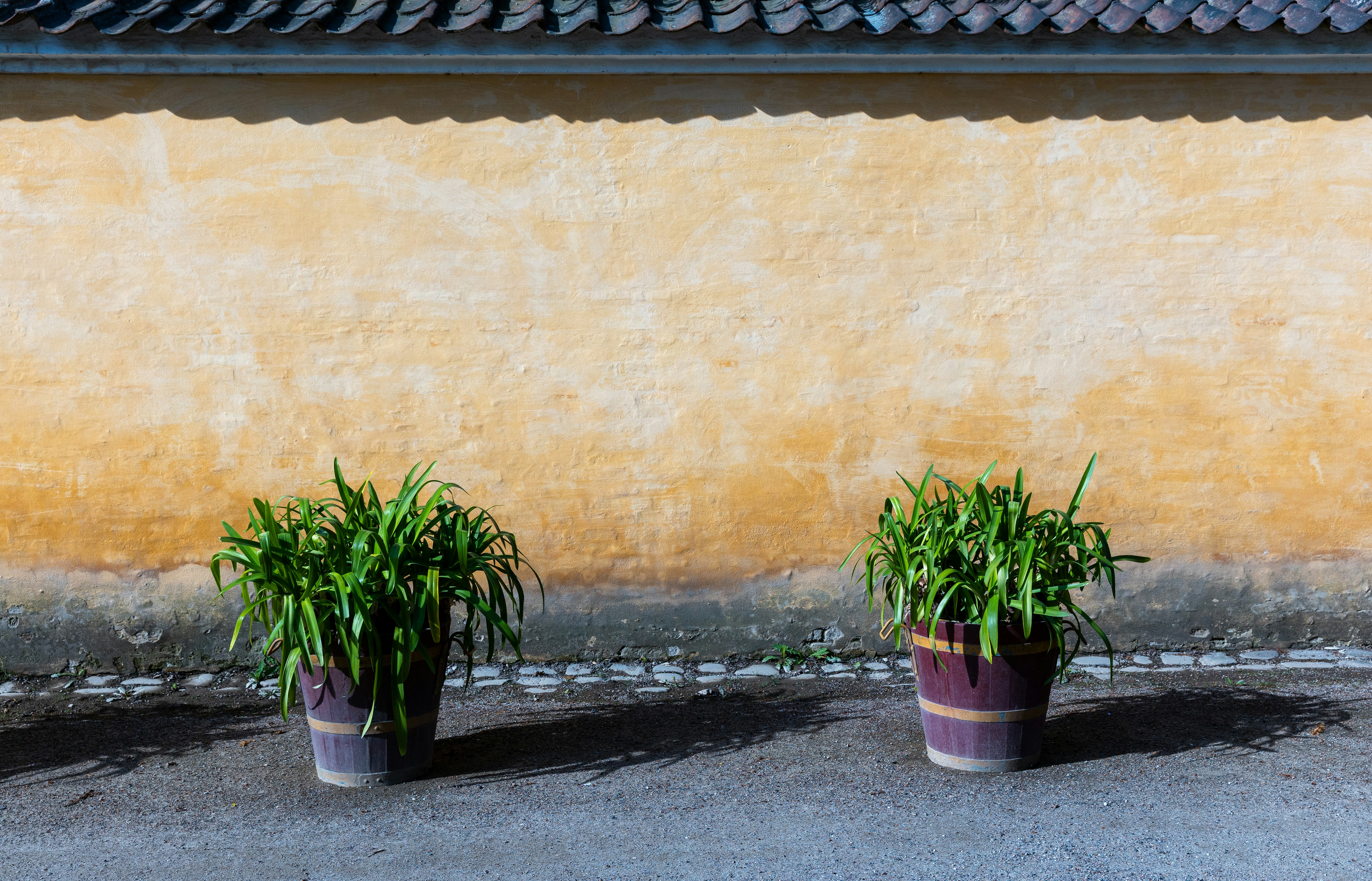 Two potted plants in front of a weathered yellow wall